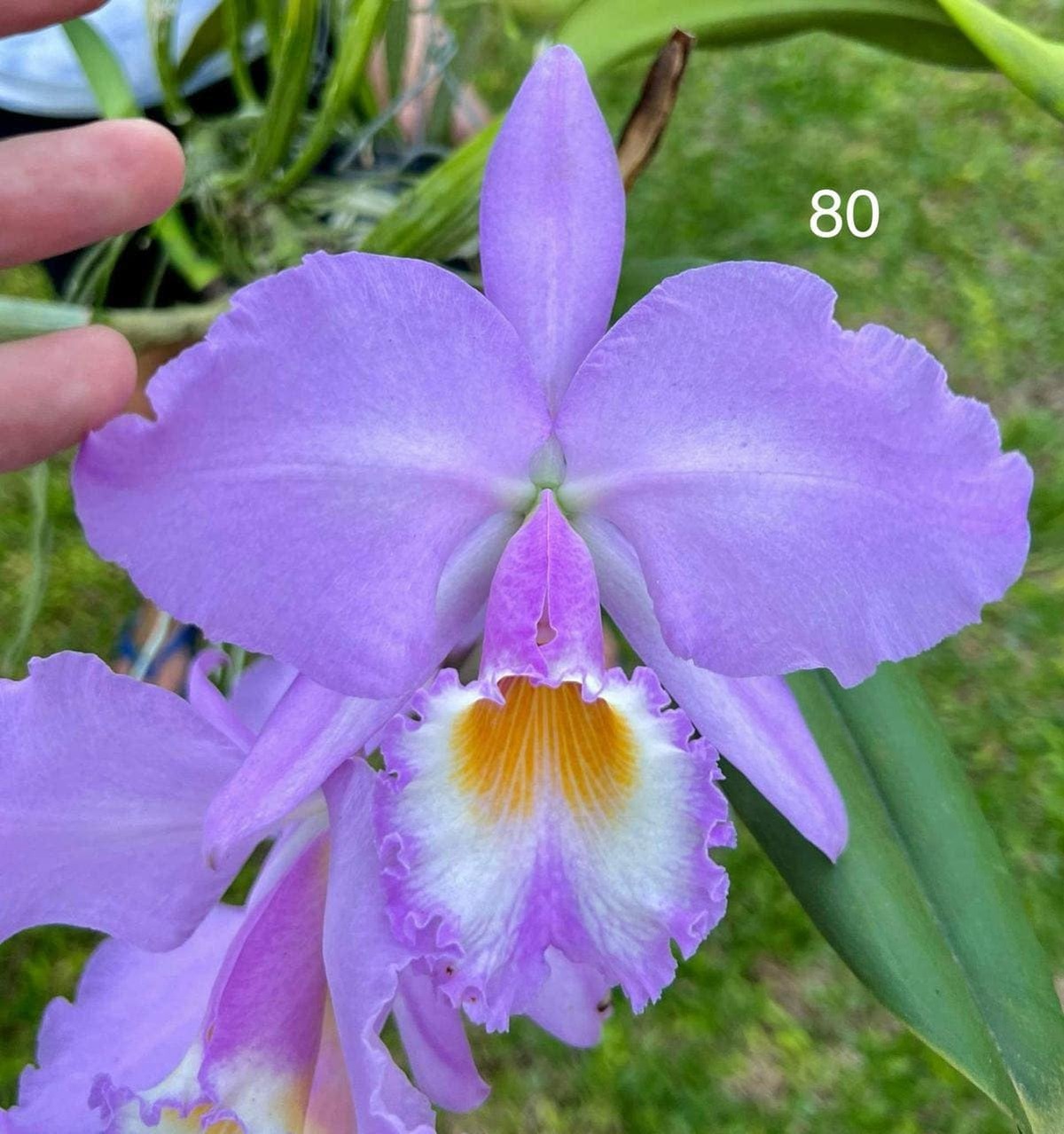 C. labiata f. concolor 'Egerio' | mytorchid