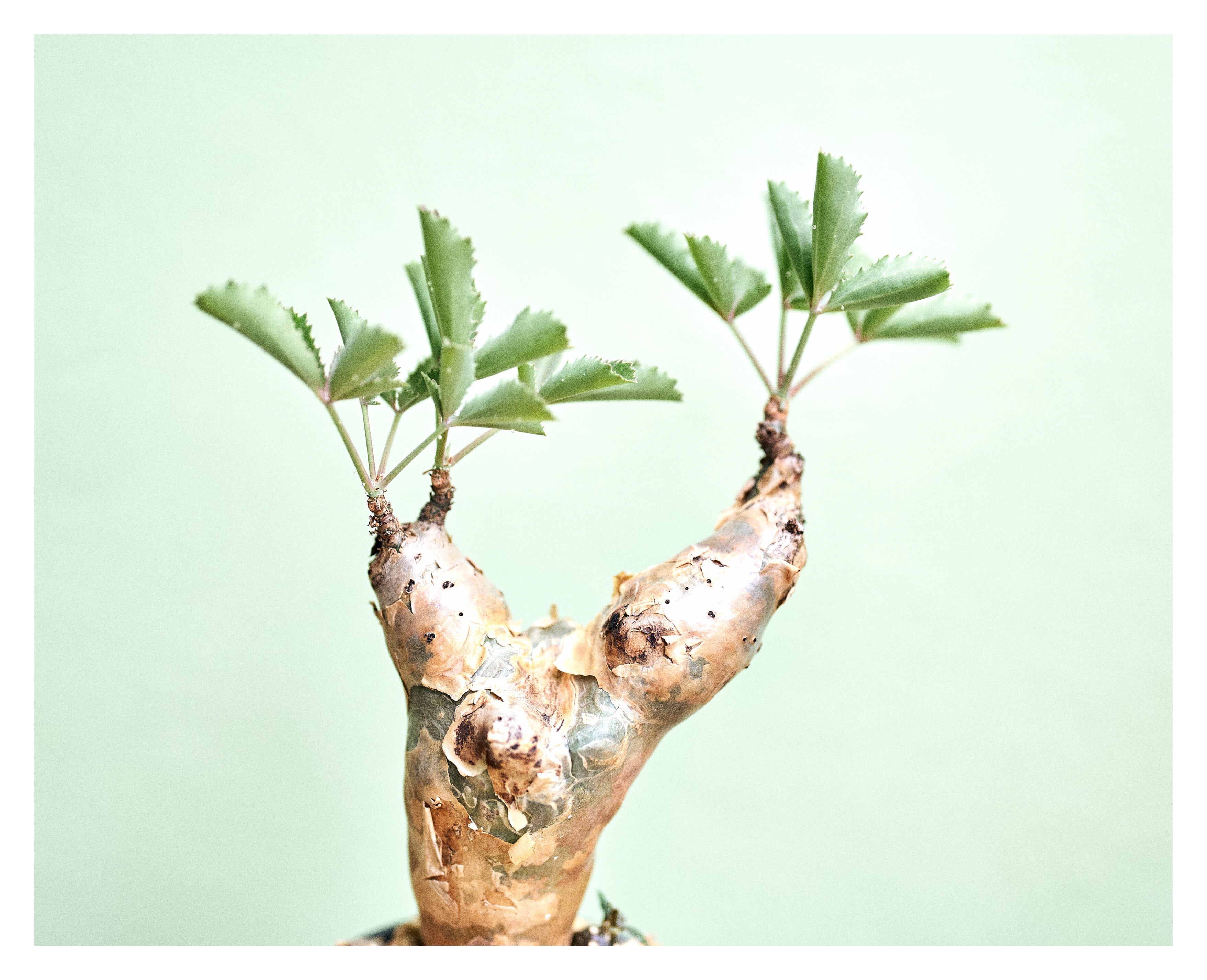 Cyphostemma betiforme キフォステンマ ベティフォルメ | いい日あたり