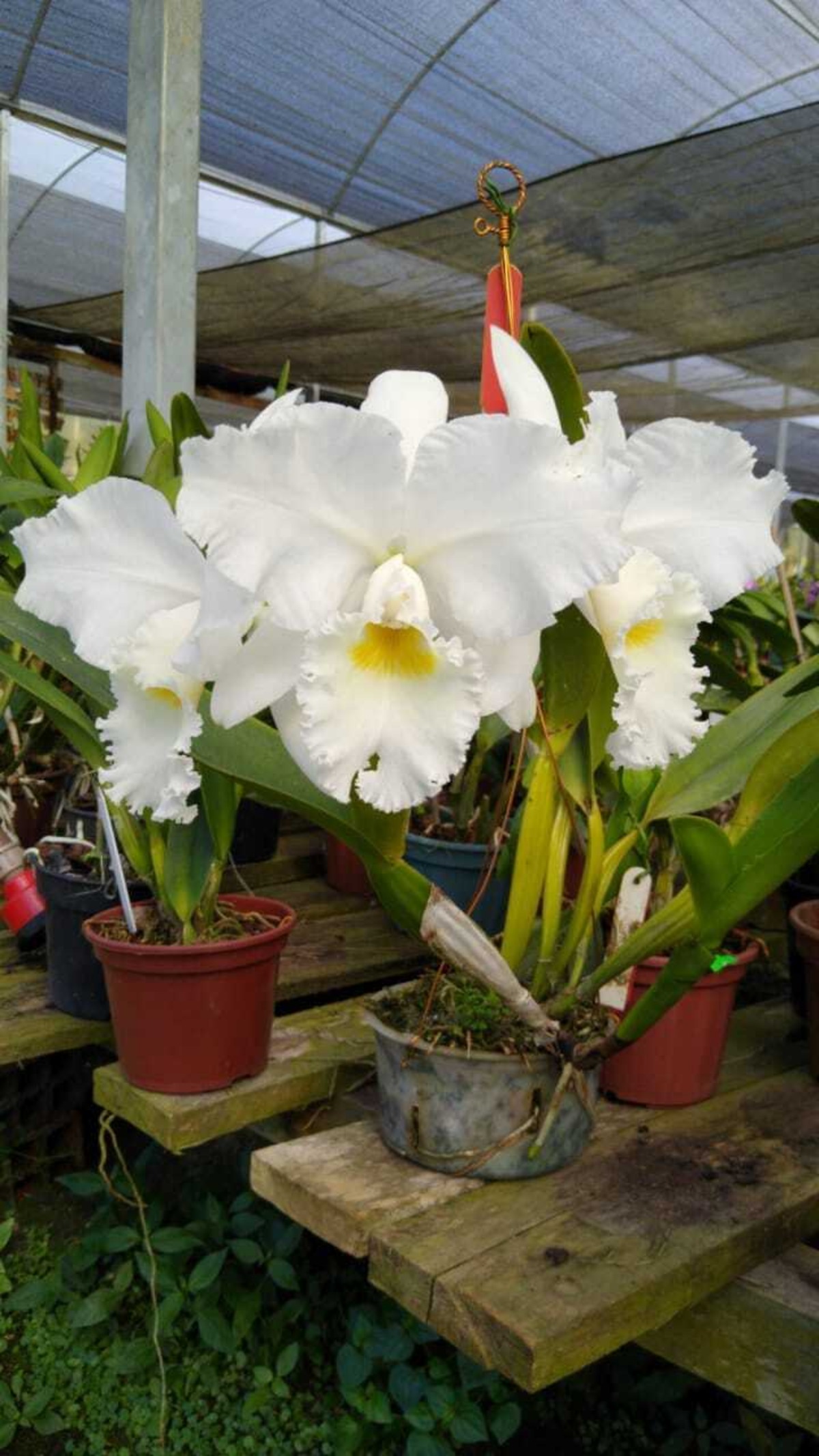 C. labiata alba x self #200 | mytorchid
