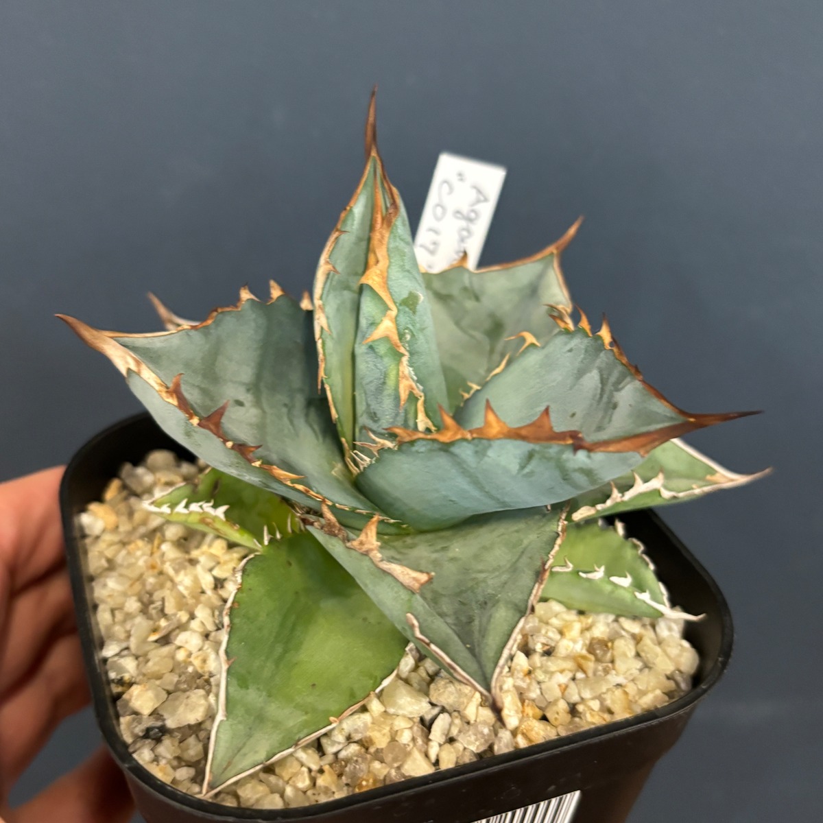 アガベ チタノタ C017【502】 | PROTOLEAF プロトリーフ