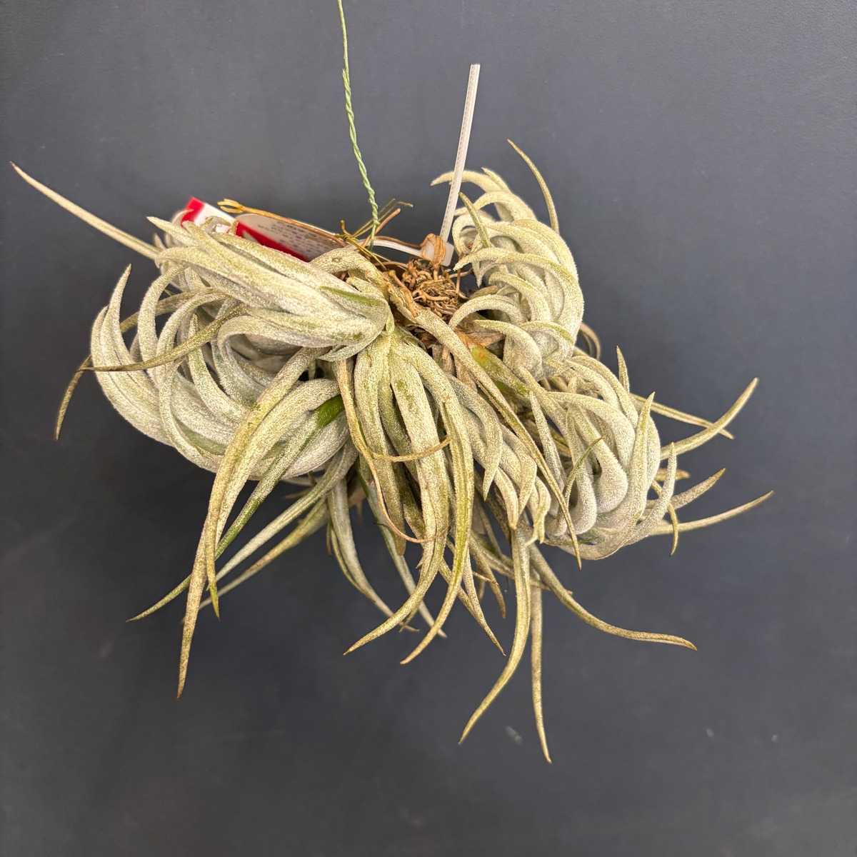 チランジア プエブレンシス【135】 | PROTOLEAF プロトリーフ