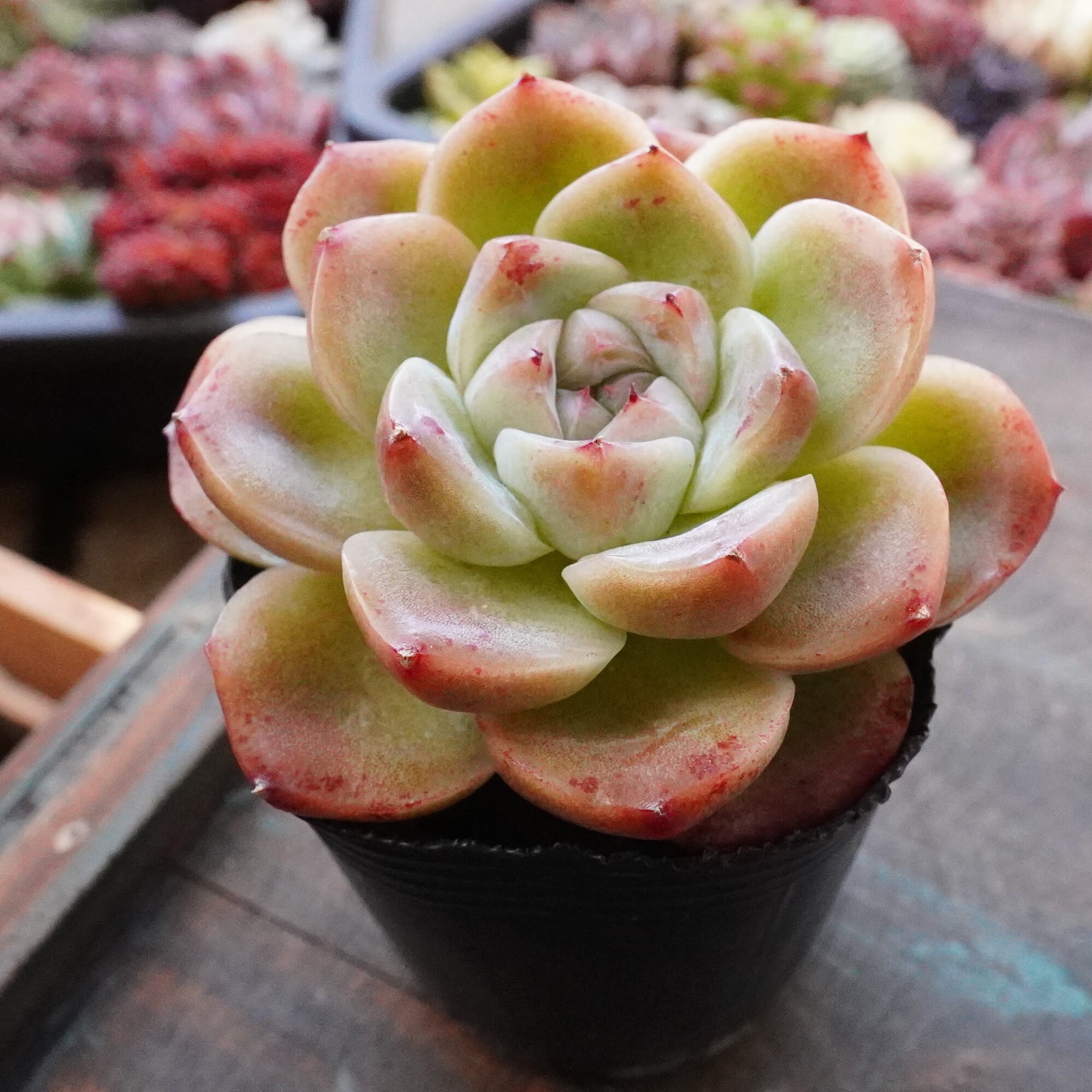 【丸葉アルバビューティー 2】韓国多肉の原点 可愛い エケベリア | E-TANIKU