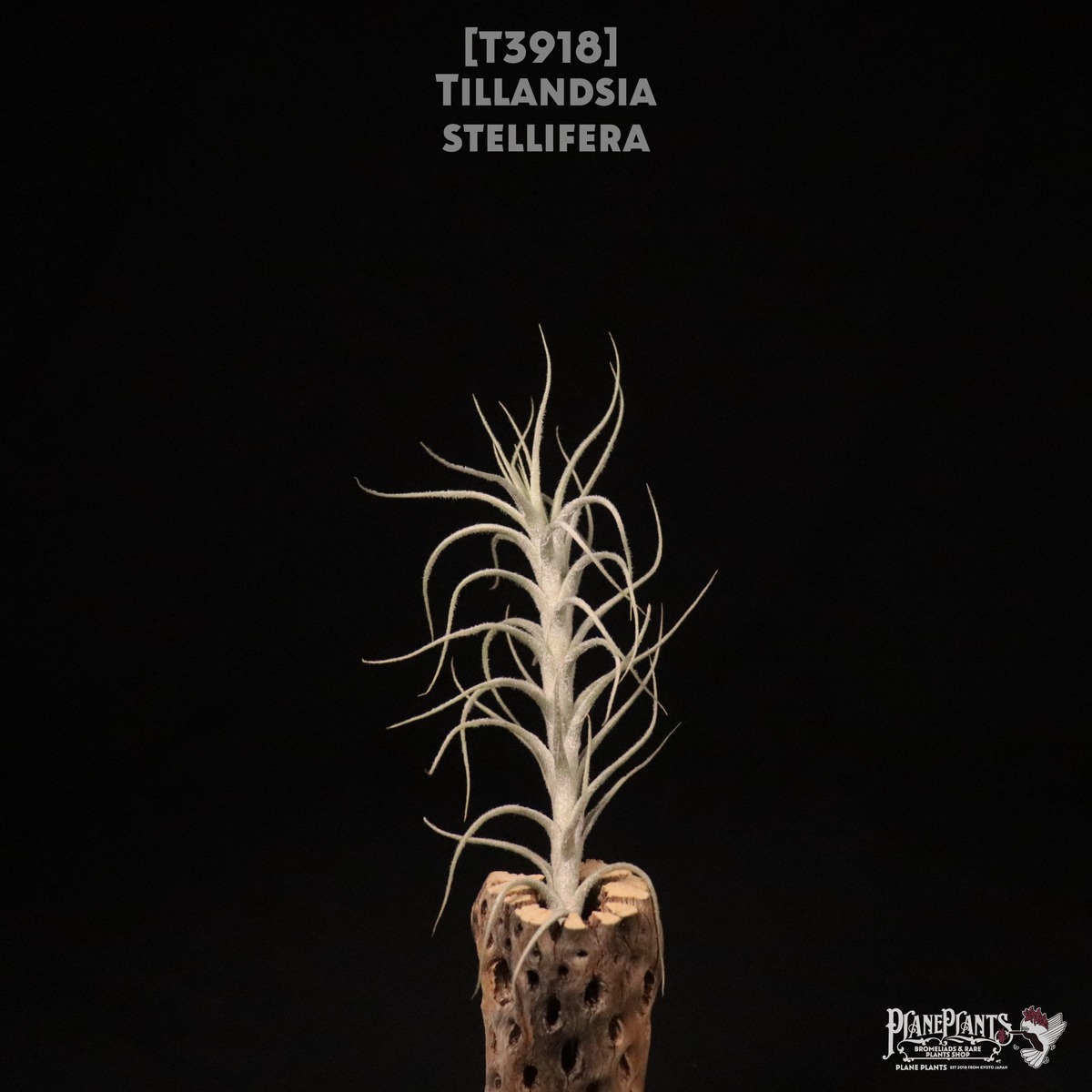 【送料無料】stellifera〔エアプランツ〕現品発送T3918 | plane plants
