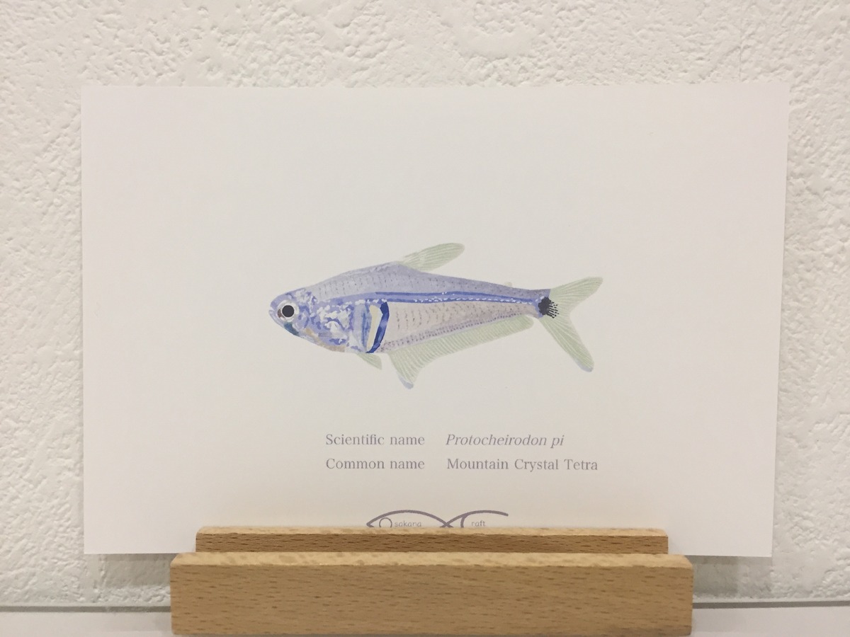Protocheirodon pi(Mountain Crystal Tetra) Drawing Postcard | Osakanacraft