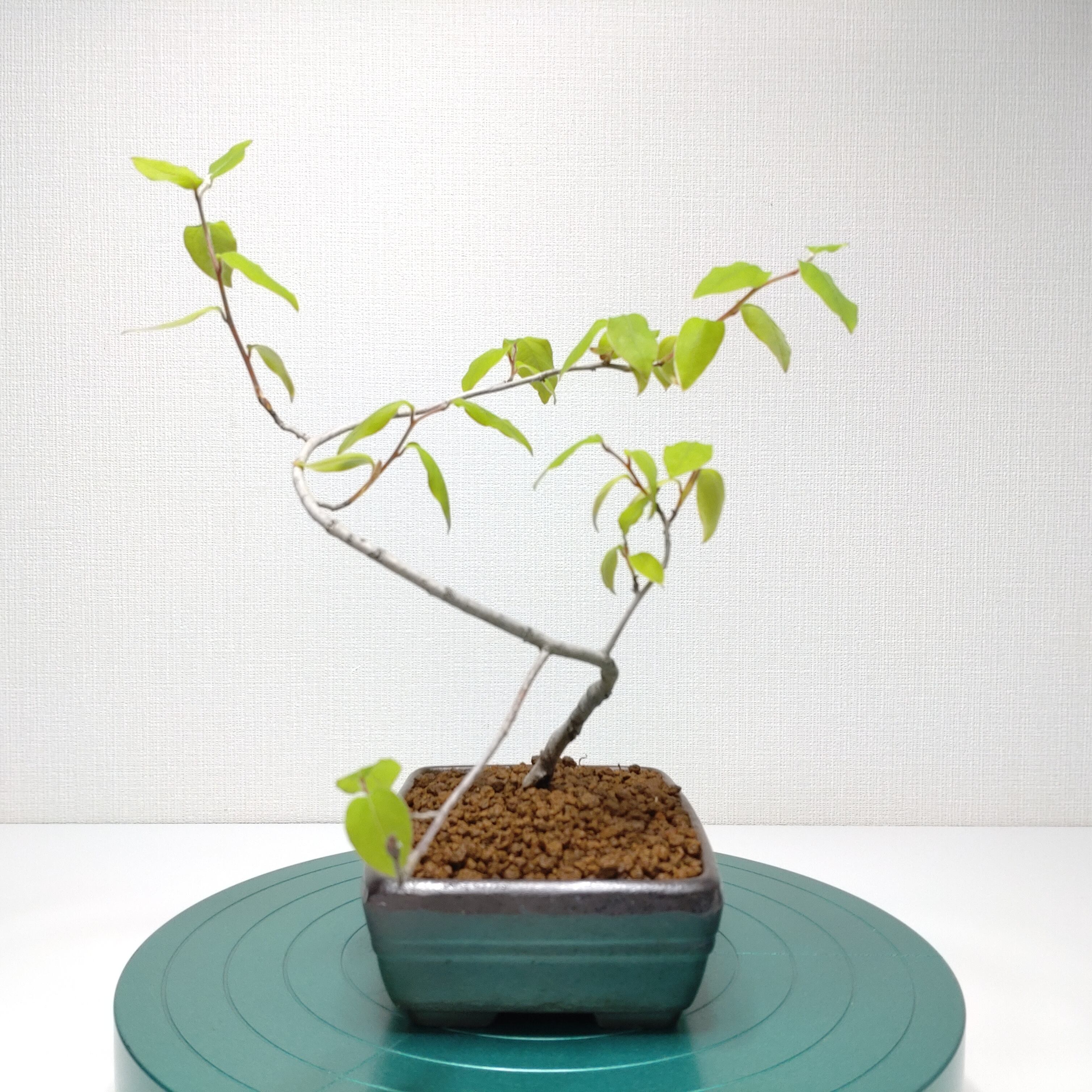 ヤマコウバシ盆栽 S014 | 盆栽創【Bonsaisou】