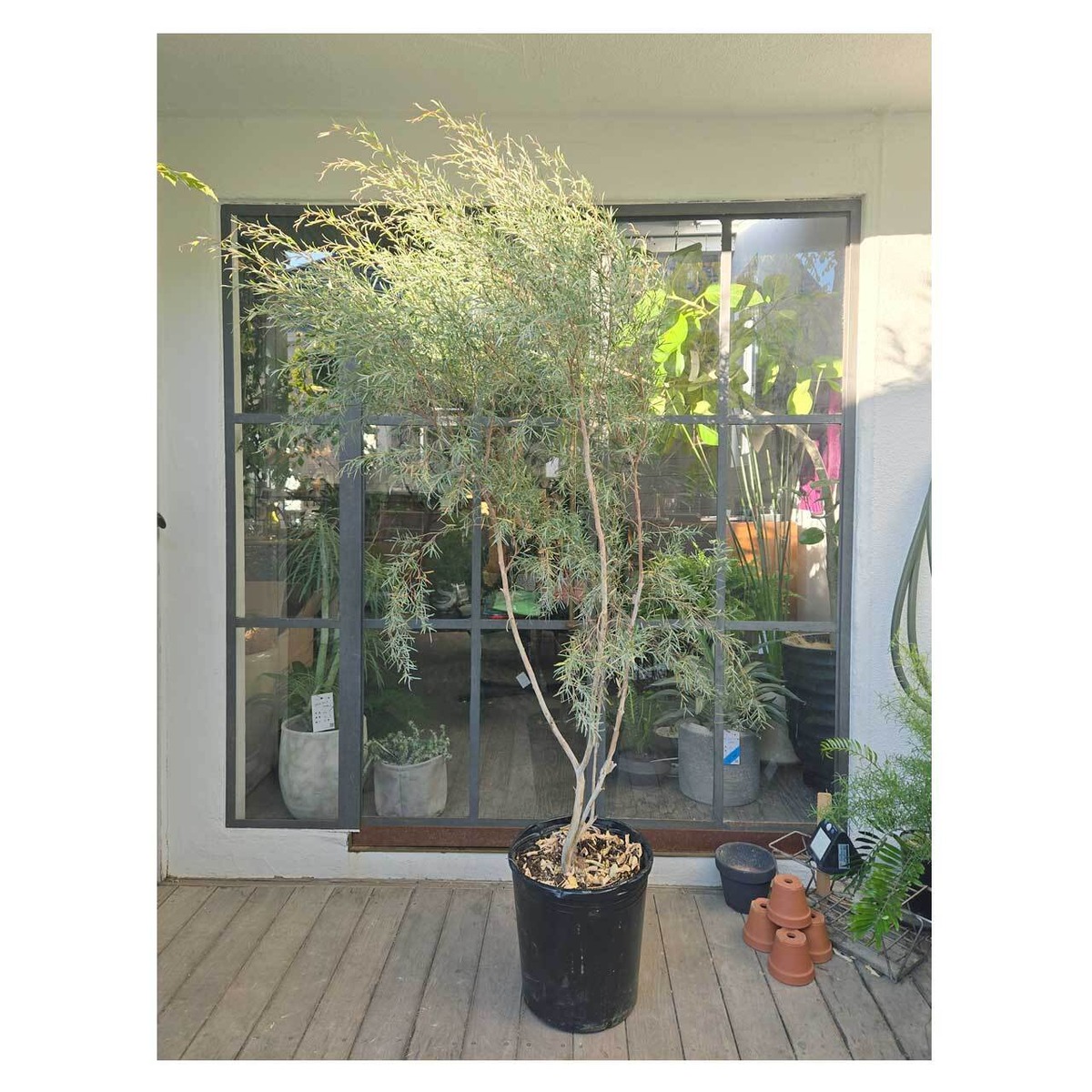 Silver tea tree | Seeding