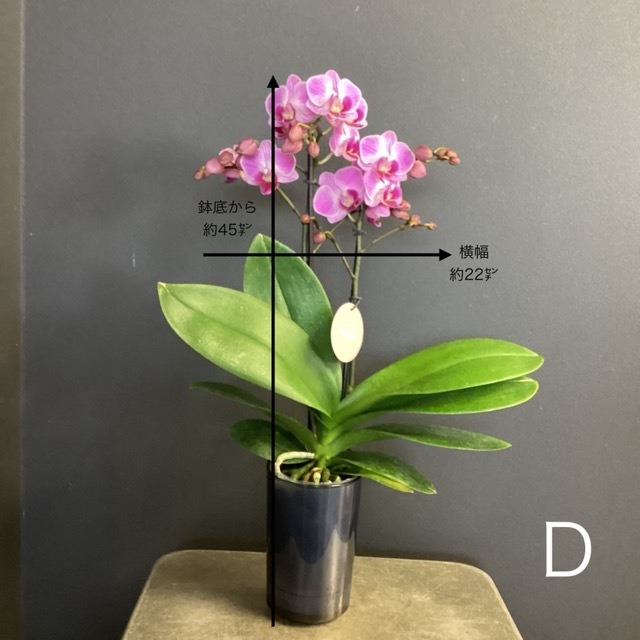 【母の日ギフト】【おしゃれ オシャレなインテリア】胡蝶蘭 こちょうらん コチョウラン rantoシリーズ Mサイズ(1543) | hanabisou