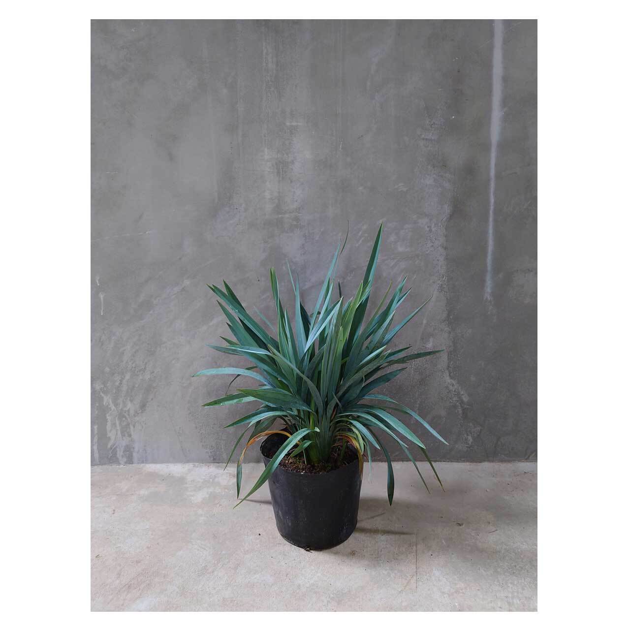 Dianella revoluta 'Blue Stream' | Seeding