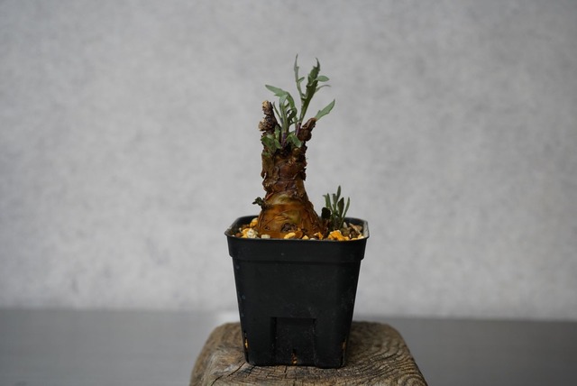 Othonna Lobata | Plants Beast