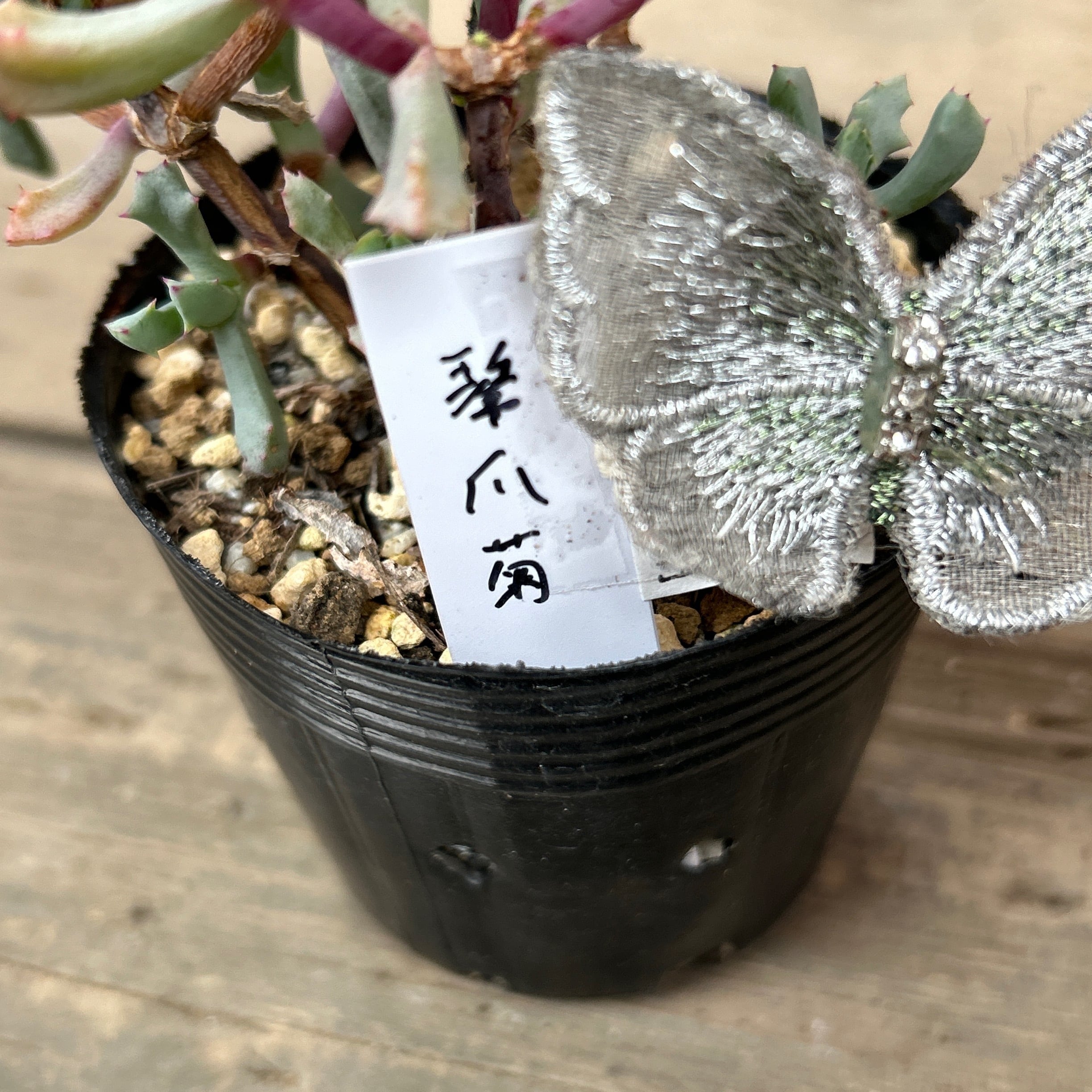 琴爪菊 | RuPo 多肉植物専門店 琴爪菊 | RuPo 多肉植物専門店