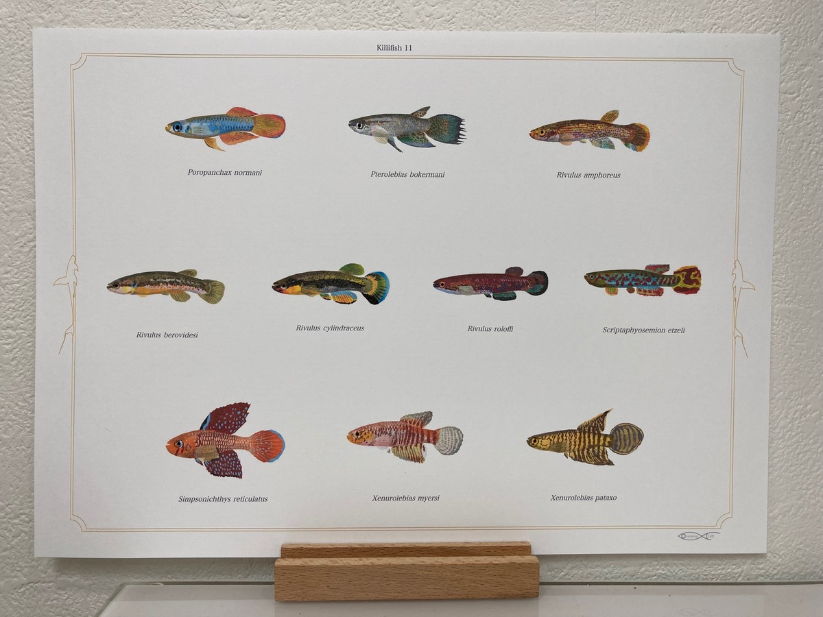 Killifish 11 A4 Drawing Poster | Osakanacraft