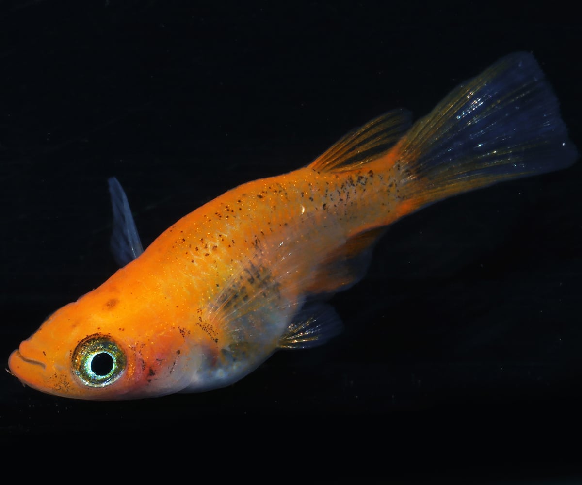 煌part1ダルマリアルロングフィン 1ペア＋メス1匹【現物販売】010917 | 日本改良めだか研究所