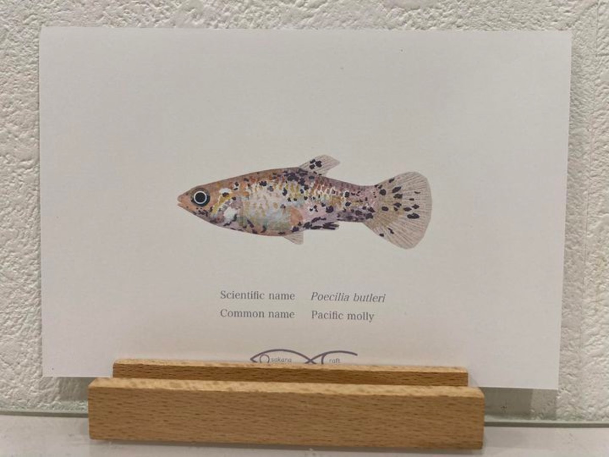 Poecilia butleri(Pacific molly) Drawing Postcard | Osakanacraft
