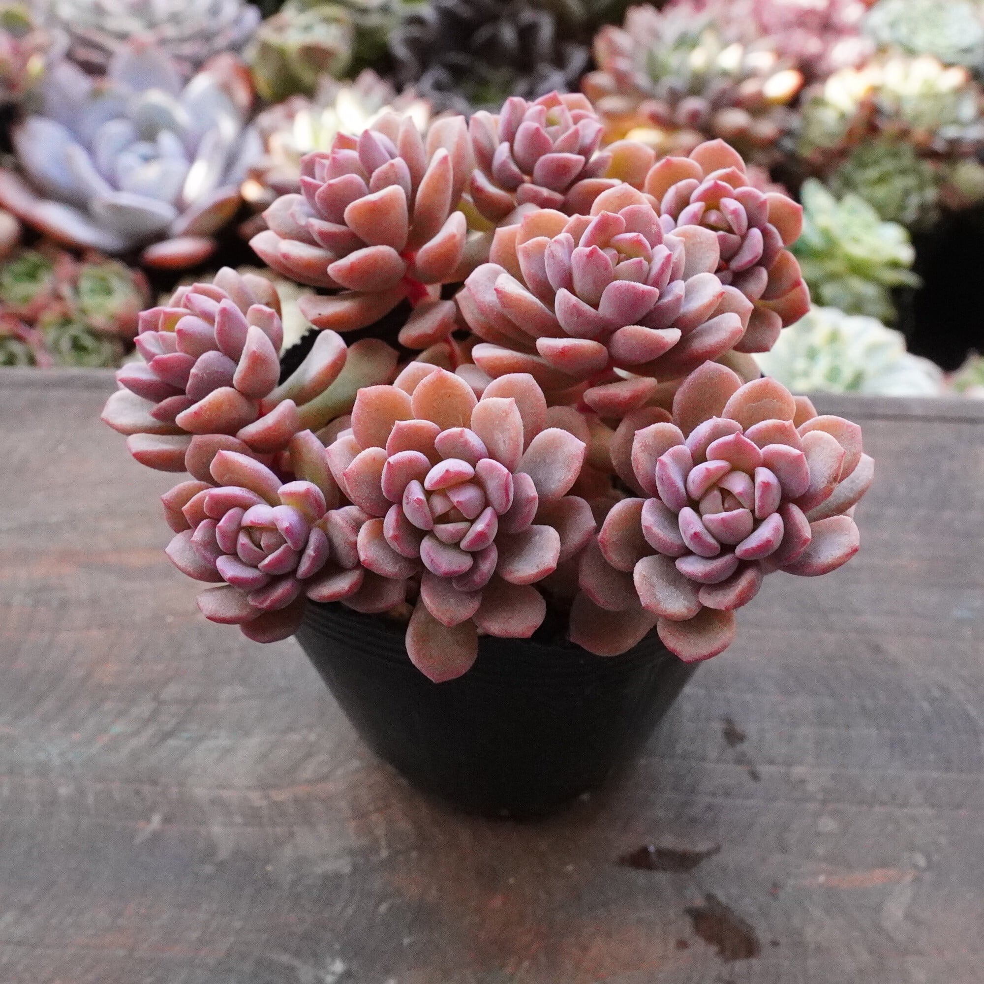 ※再入荷※ 新品種【ピンクディオラ群生 1】韓国多肉 今季初！ かわいい群生株 | E-TANIKU
