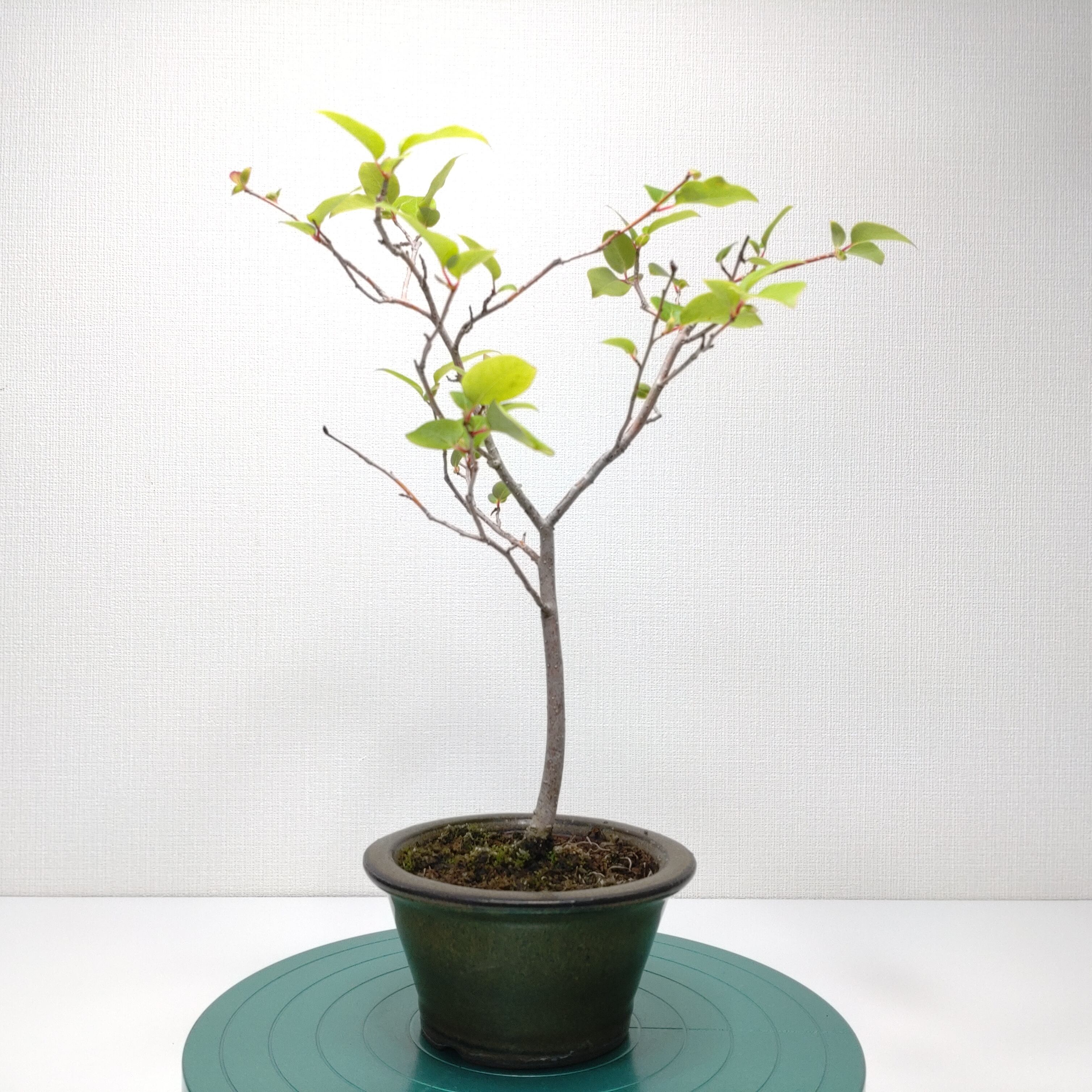 アブラチャン盆栽 S002 | 盆栽創【Bonsaisou】