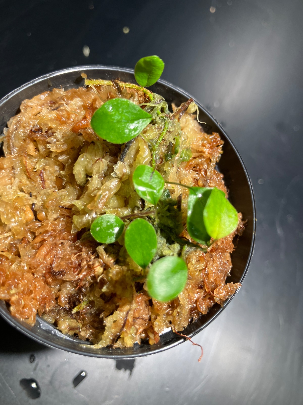 Selliguea cf. oodes Murung raya 【LA0817-01】 | Plants Base