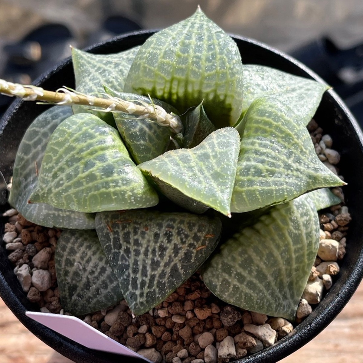 ハオルチア 白鯨 親株 | mocono_plants