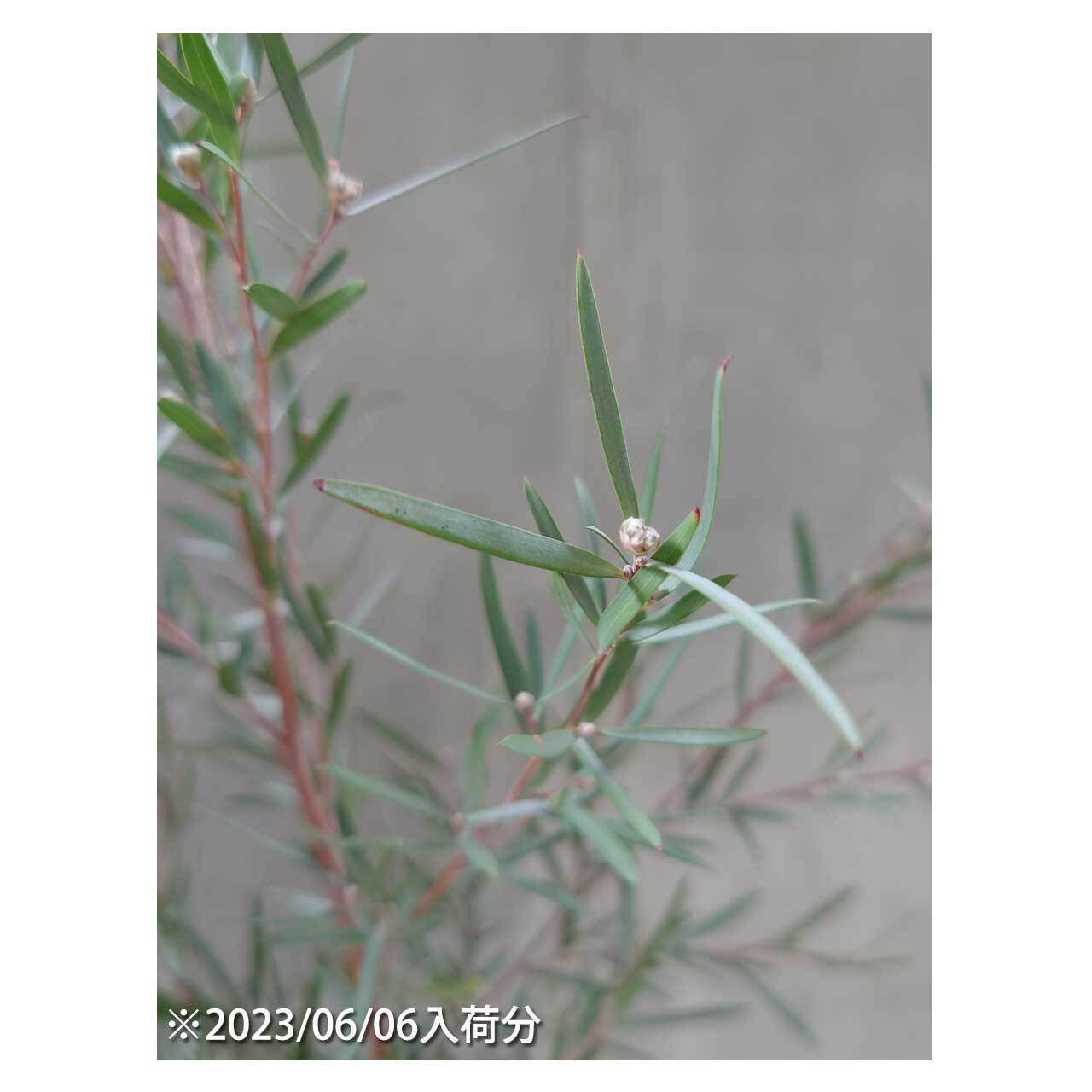 Silver tea tree | Seeding