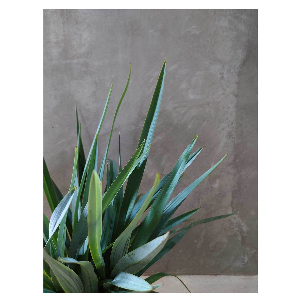 Dianella revoluta 'Blue Stream' | Seeding