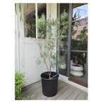Silver tea tree | Seeding