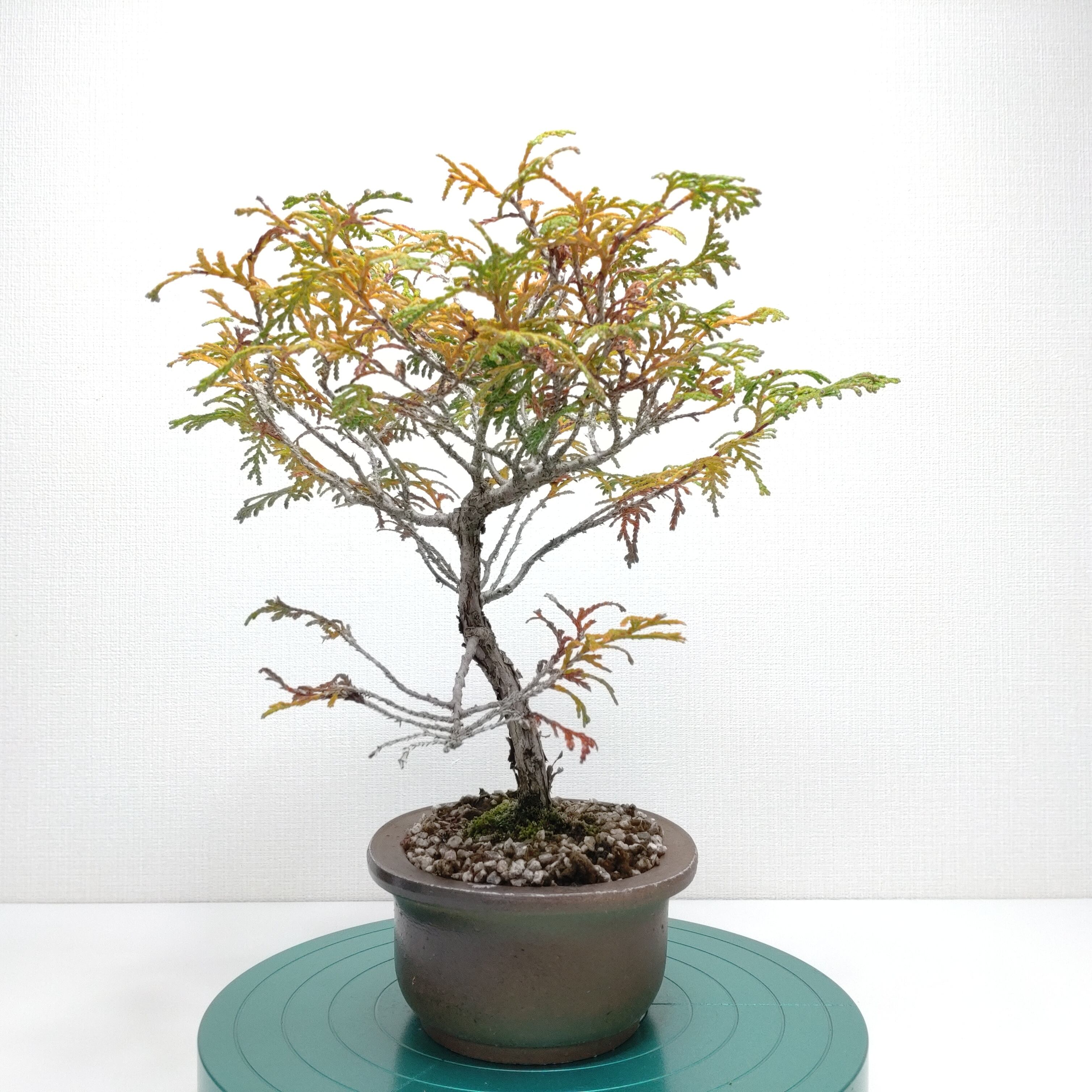 檜（ヒノキ）盆栽 S005 | 盆栽創【Bonsaisou】