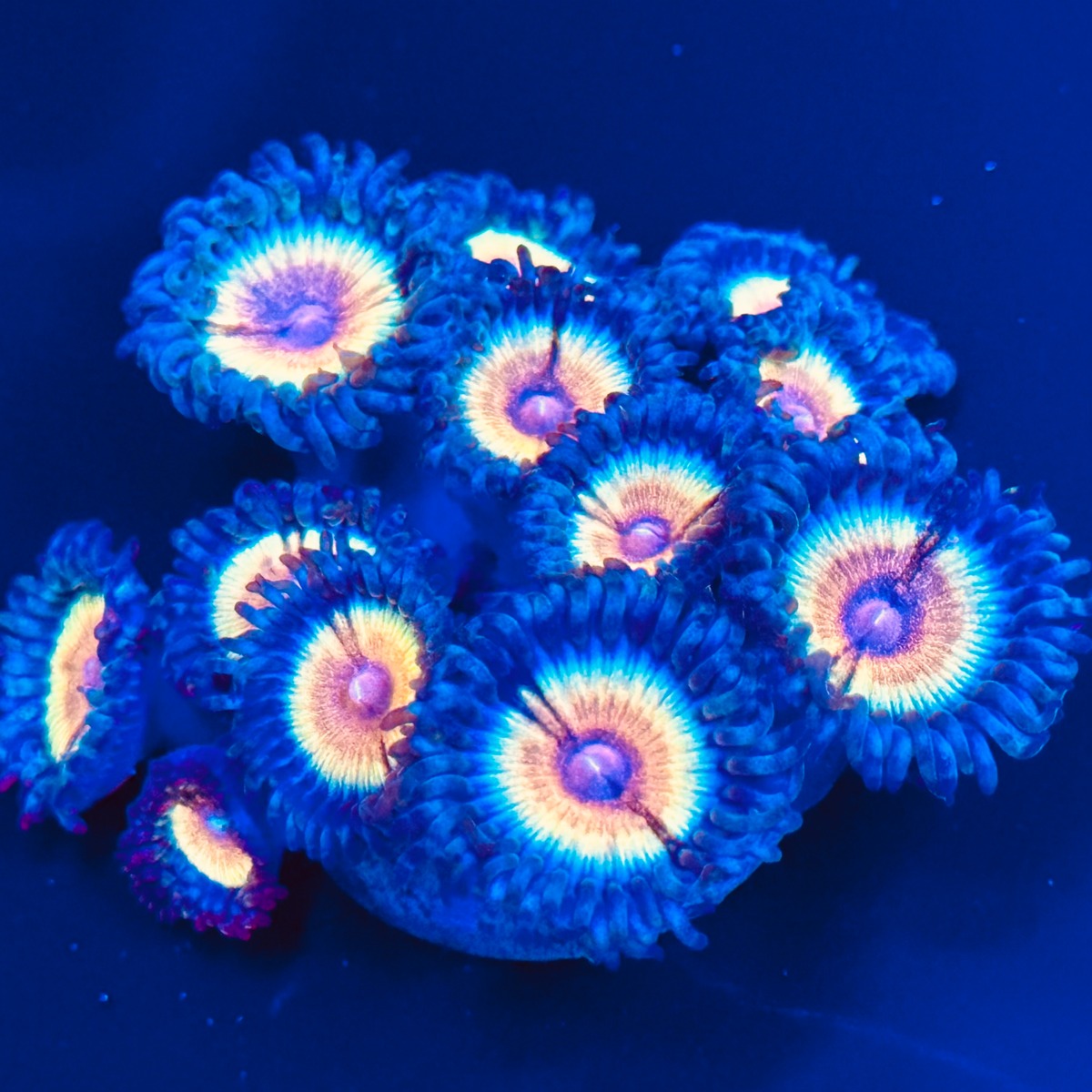 ☆50%off☆US Zoa Rainbow infusion (レインボー インフュージョン) 10P以上！ | uroko shop