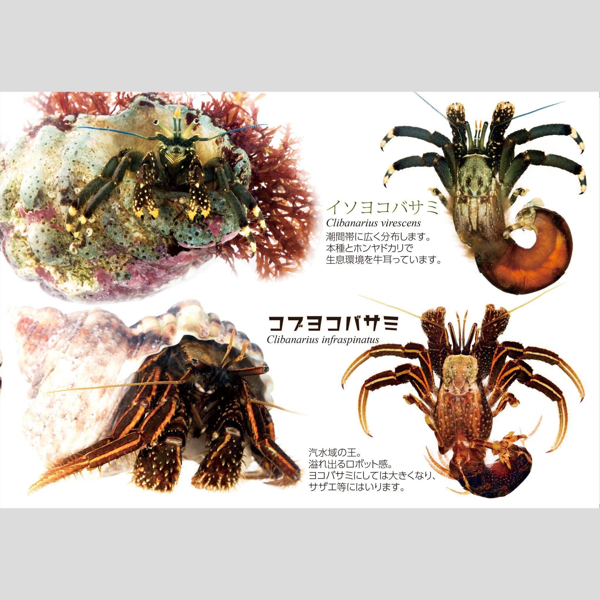 ヤドカリのグラビア Hermit crab complex (送料込) | ヤドカリの国