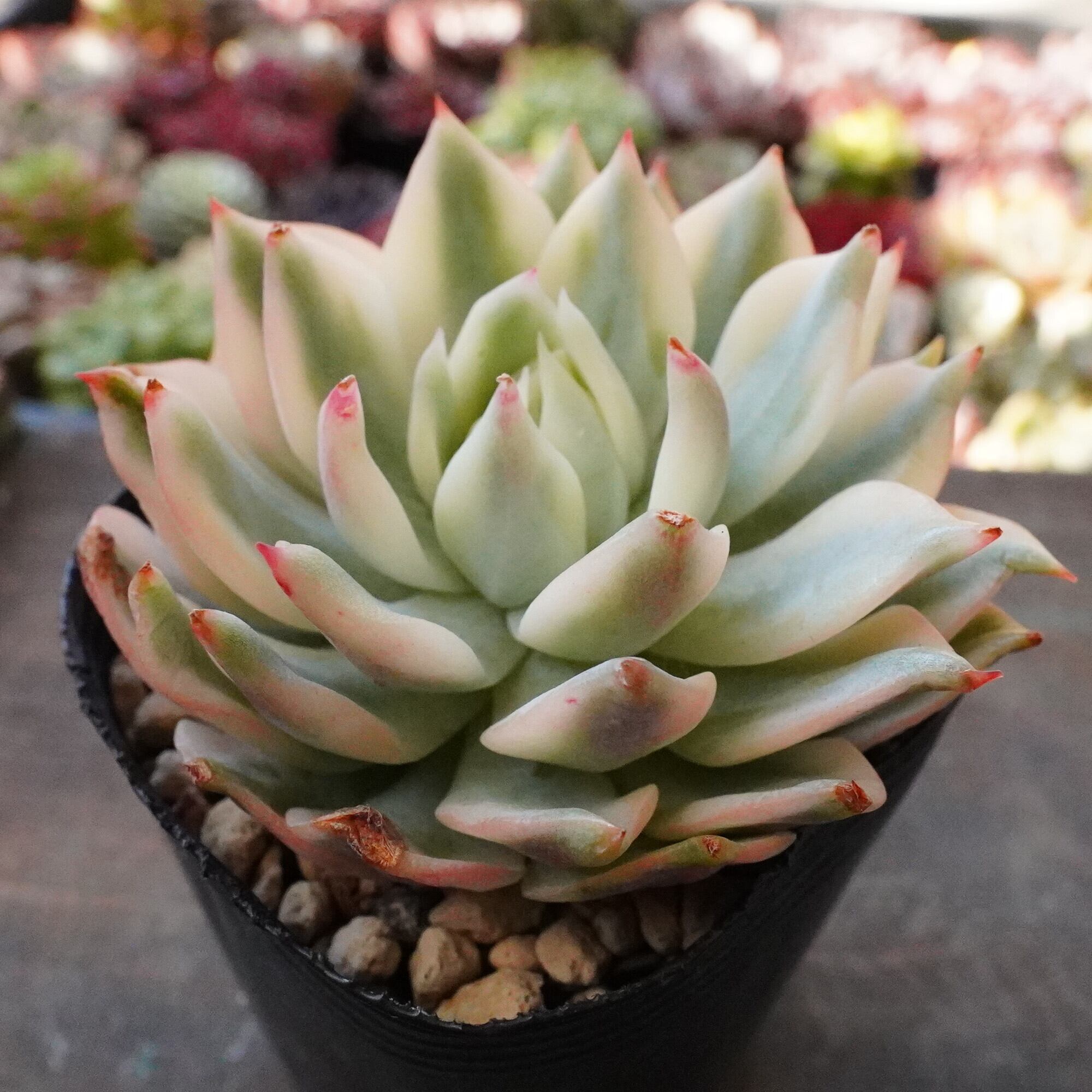 【プリズム錦】エケベリア 斑入り 激レア | E-TANIKU