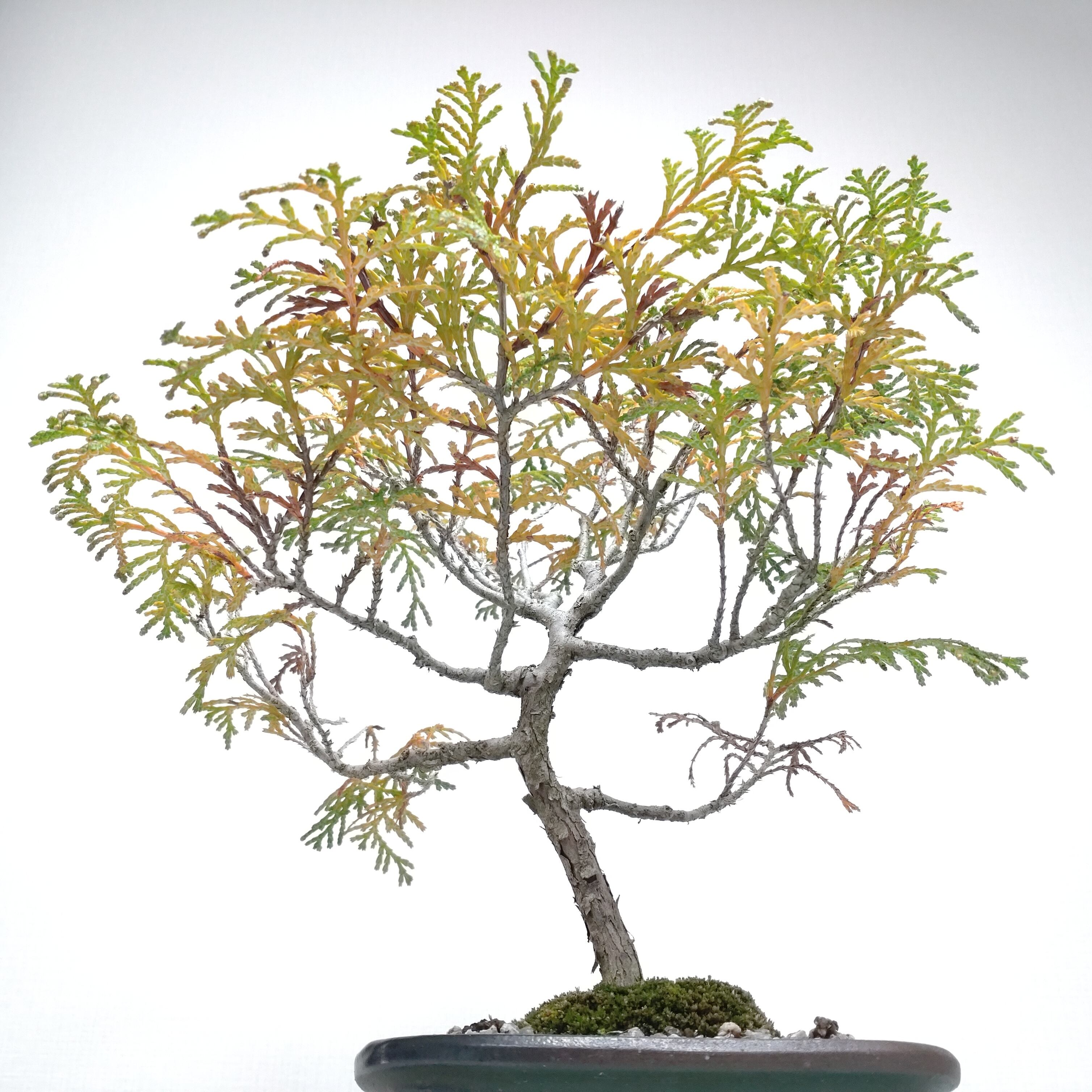 檜（ヒノキ）盆栽 S007 | 盆栽創【Bonsaisou】