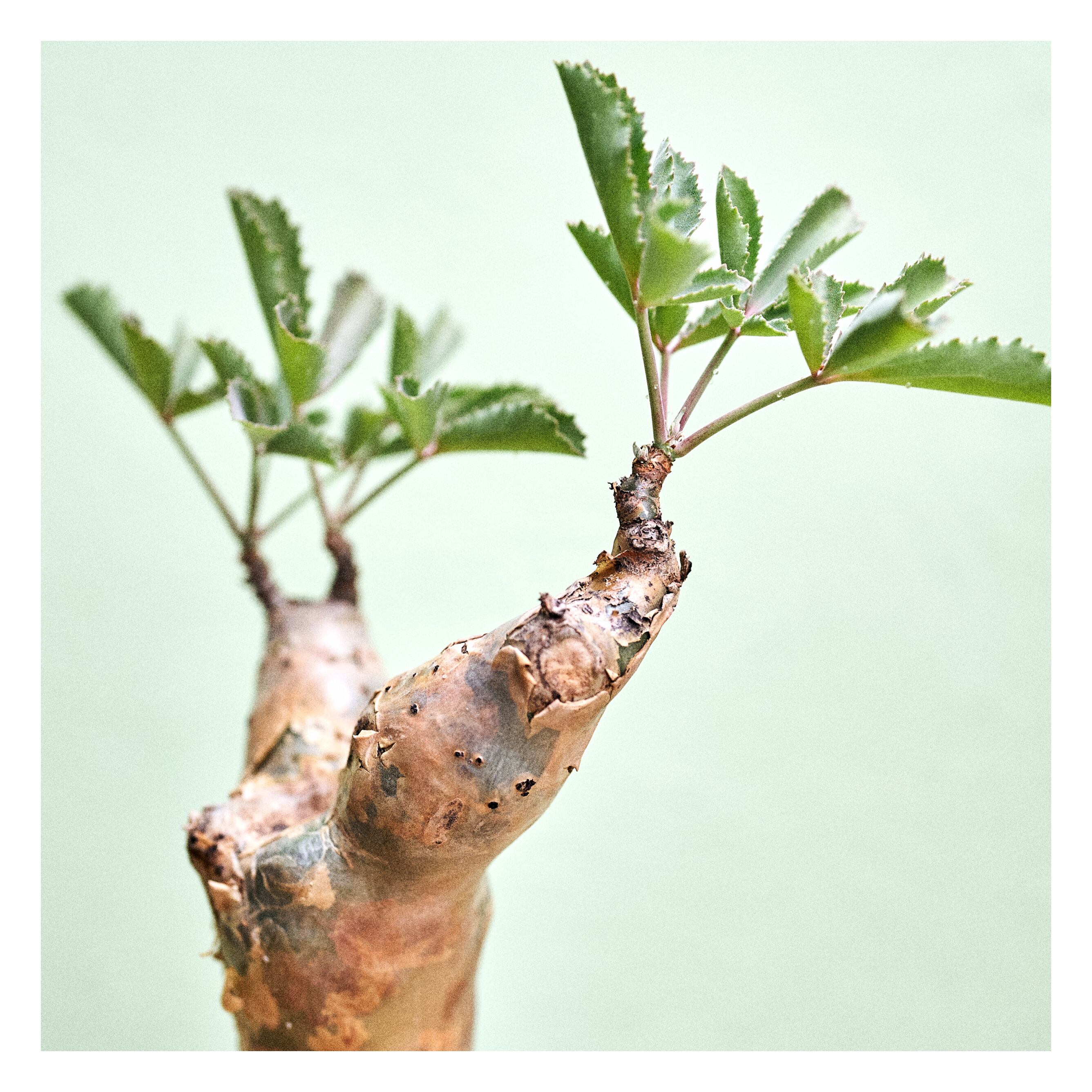 Cyphostemma betiforme キフォステンマ ベティフォルメ | いい日あたり