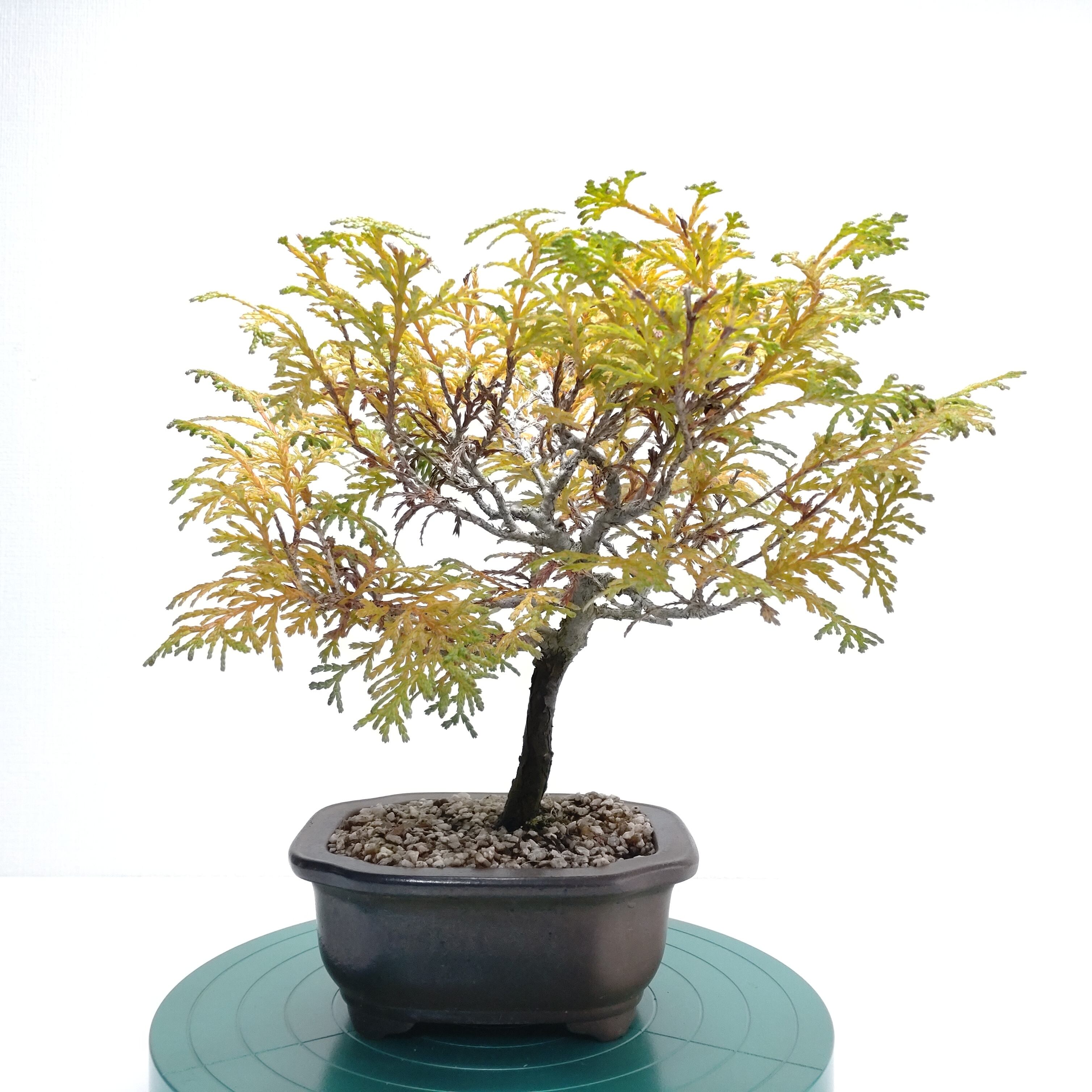 檜（ヒノキ）盆栽 S011 | 盆栽創【Bonsaisou】