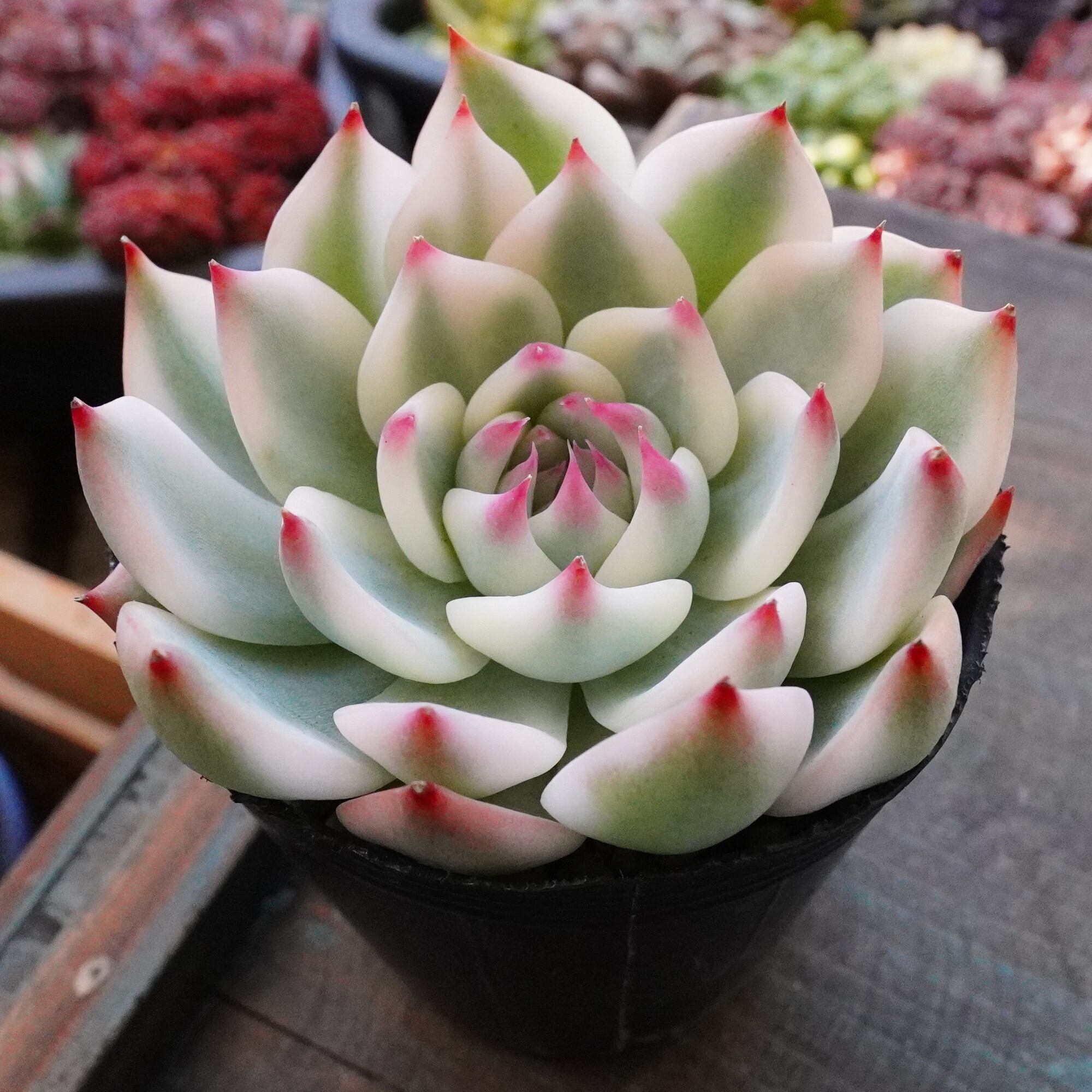 ※極美※【チワワエンシス錦 3】覆輪斑 韓国多肉 斑入り 大人気 | E-TANIKU