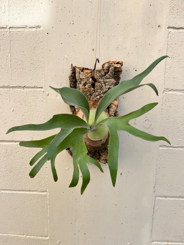 P.White Hawk | libplants