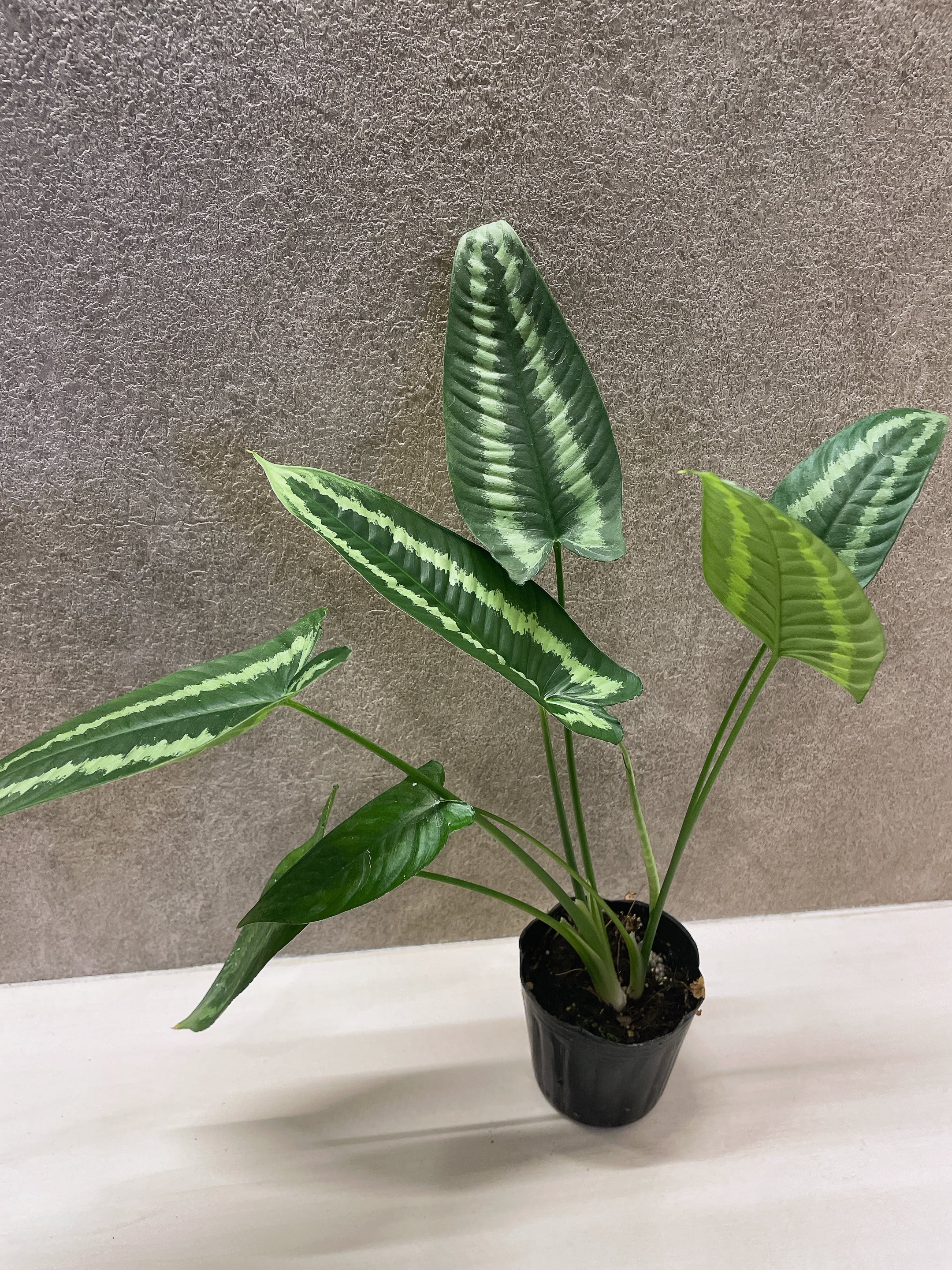 スキスマトグロッティス ワリシー 3.5号 | a plants スキスマトグロッティス ワリシー 3.5号 | a plants