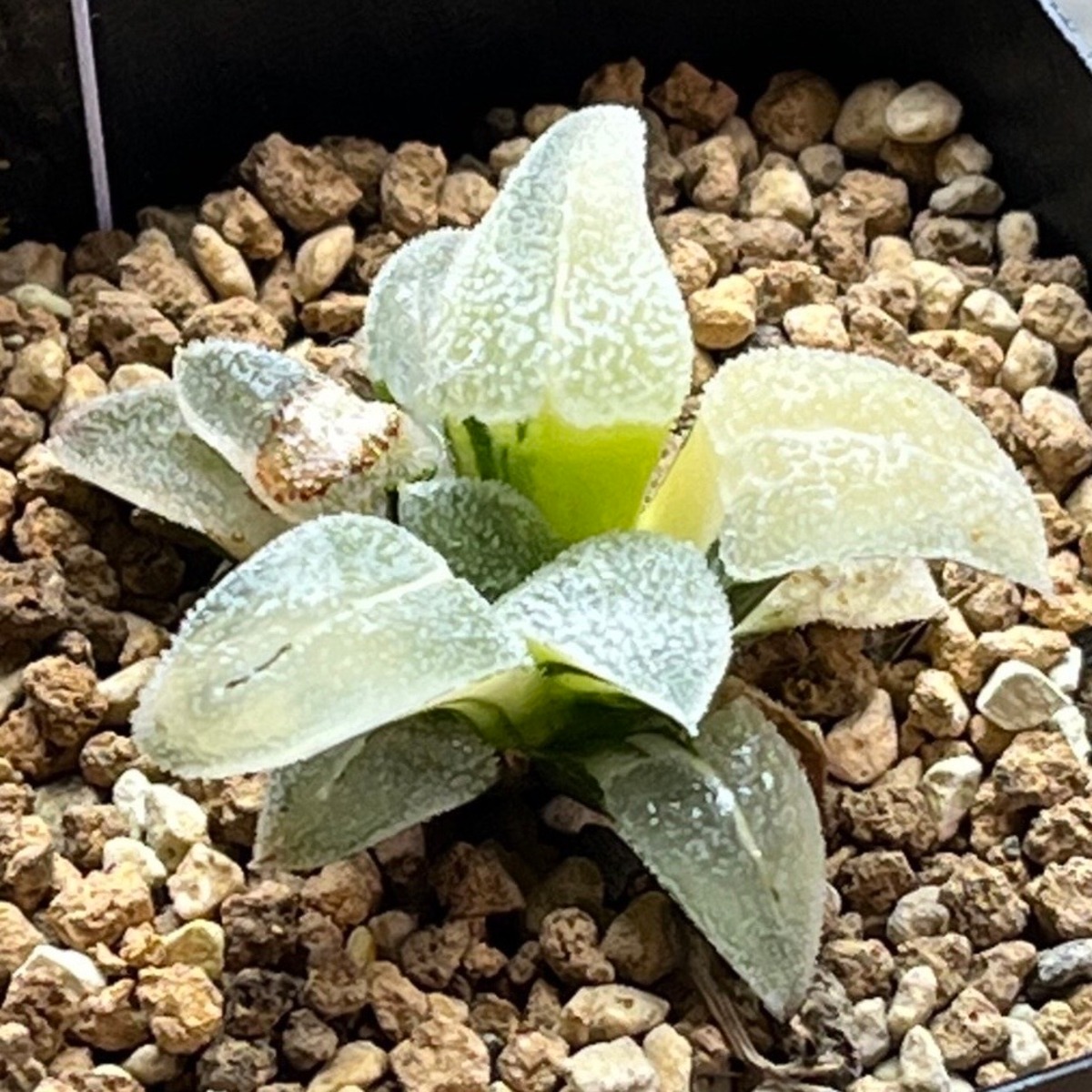 ハオルチア 白銀鉄道錦 | mocono_plants