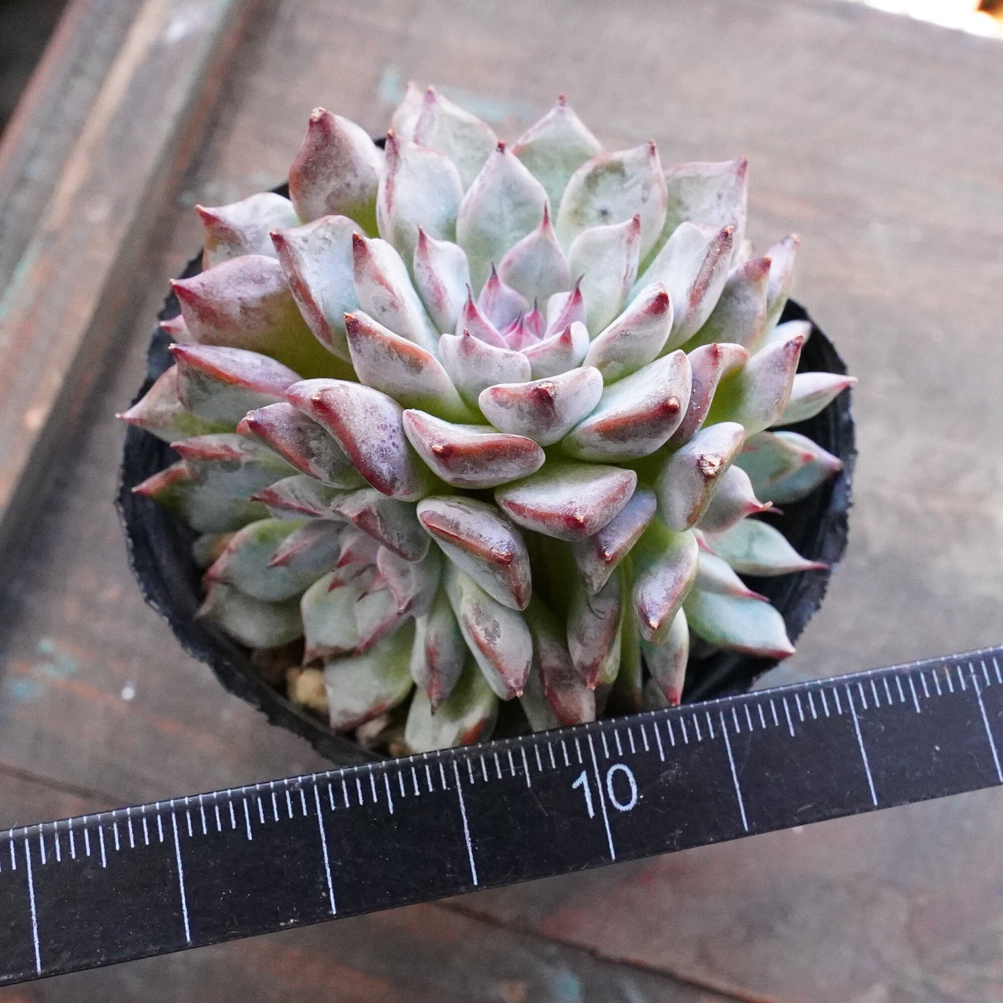 【アリスブルー 】エケベリア 群生 人気 韓国多肉 | E-TANIKU