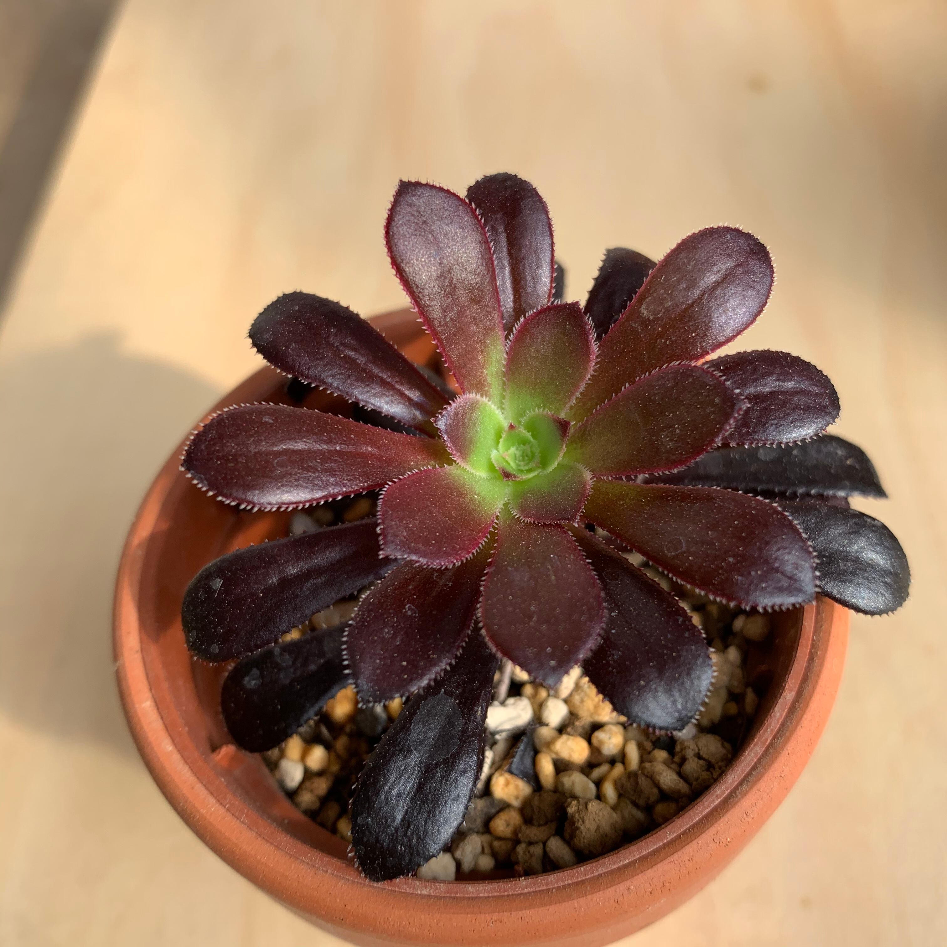 多肉植物 プリっとかわいいを詰め合わせ!6種類おまかせ多肉 多肉植物 プリっとかわいいを詰め合わせ!6種類おまかせ多肉