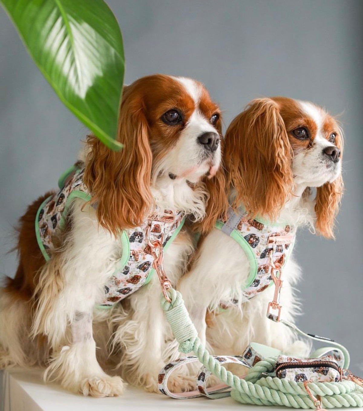 即納【CAVOLOGY】VEST STEP IN HARNESS - CAVALIER KING CHARLES SPANIEL ベスト ...