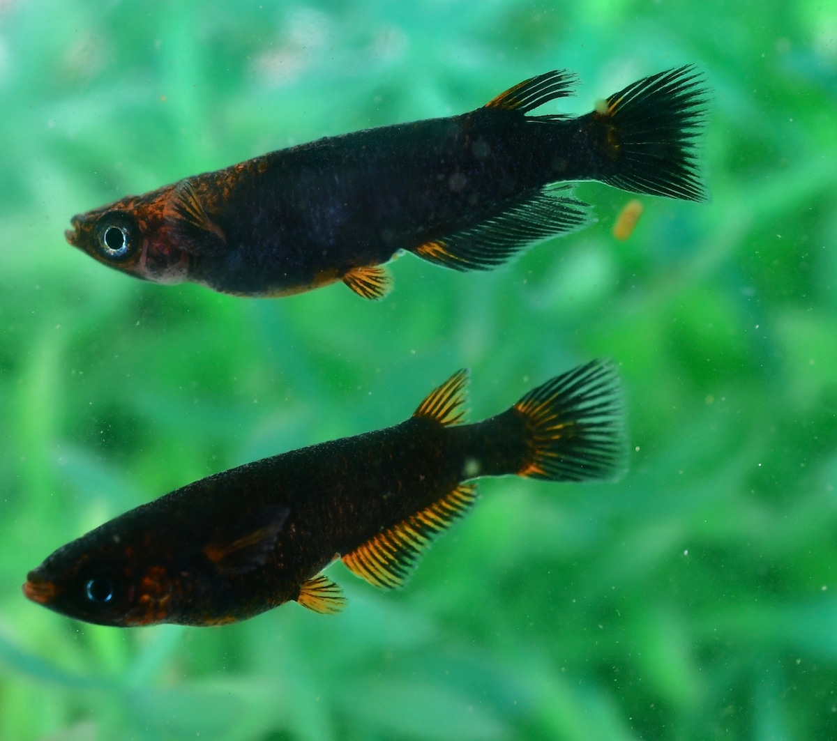 Medaka Japanese Ricefish Eggs20+α GOD aquarium Medaka tropical fish ...