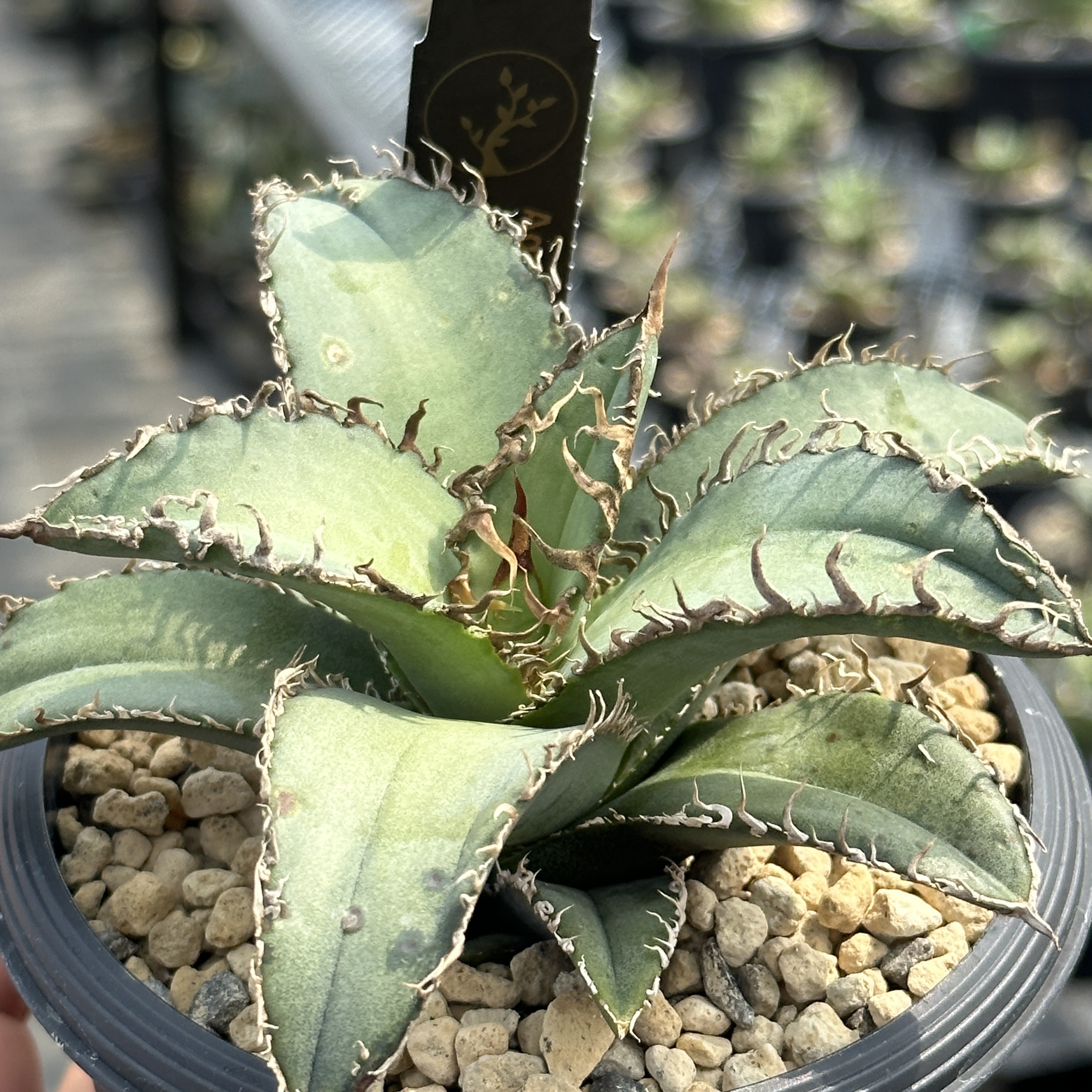 Plants by THE CORE 福岡