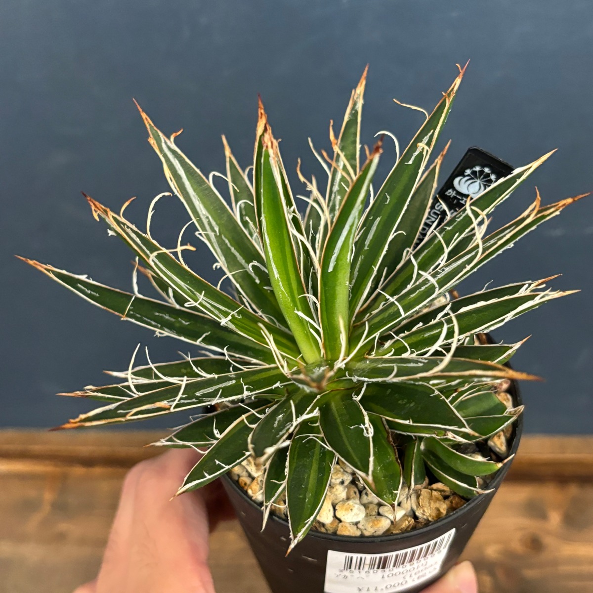 アガベ シジゲラ SUNDANCE【555】 | PROTOLEAF プロトリーフ