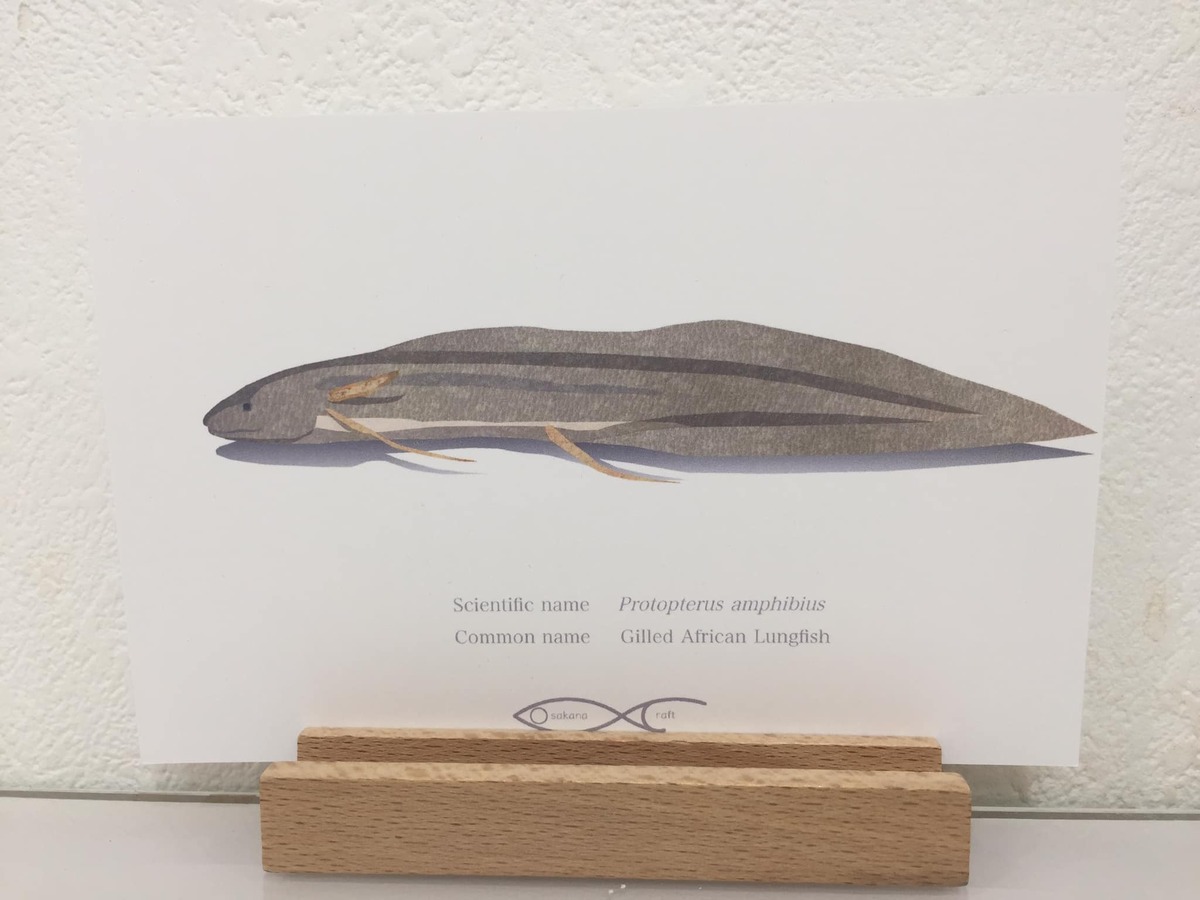 Protopterus amphibius(Gilled African Lungfish) Drawing Postcard ...