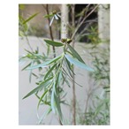 Silver tea tree | Seeding