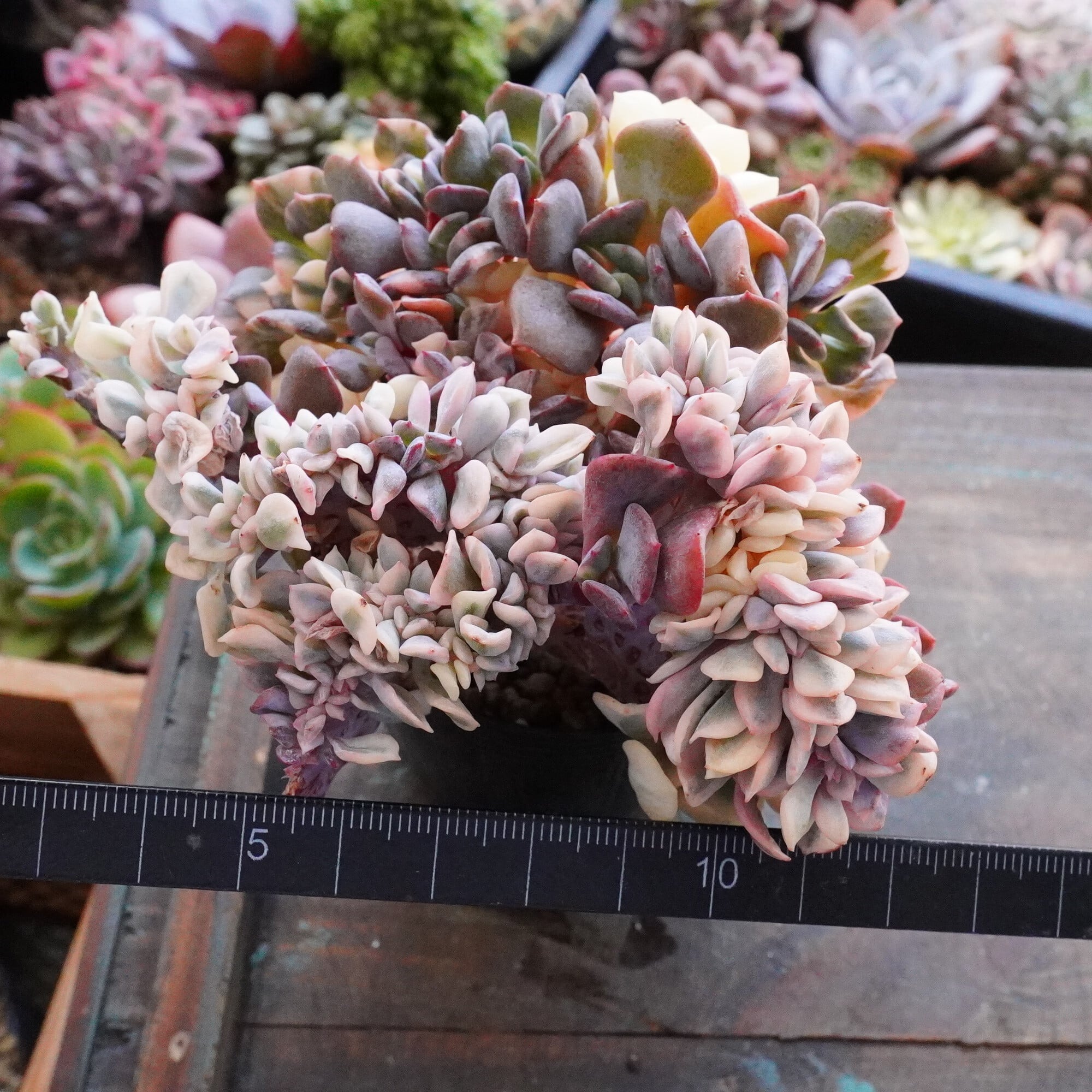 【キュービックフロスティ錦群生】韓国多肉 群生 斑入り | E-TANIKU