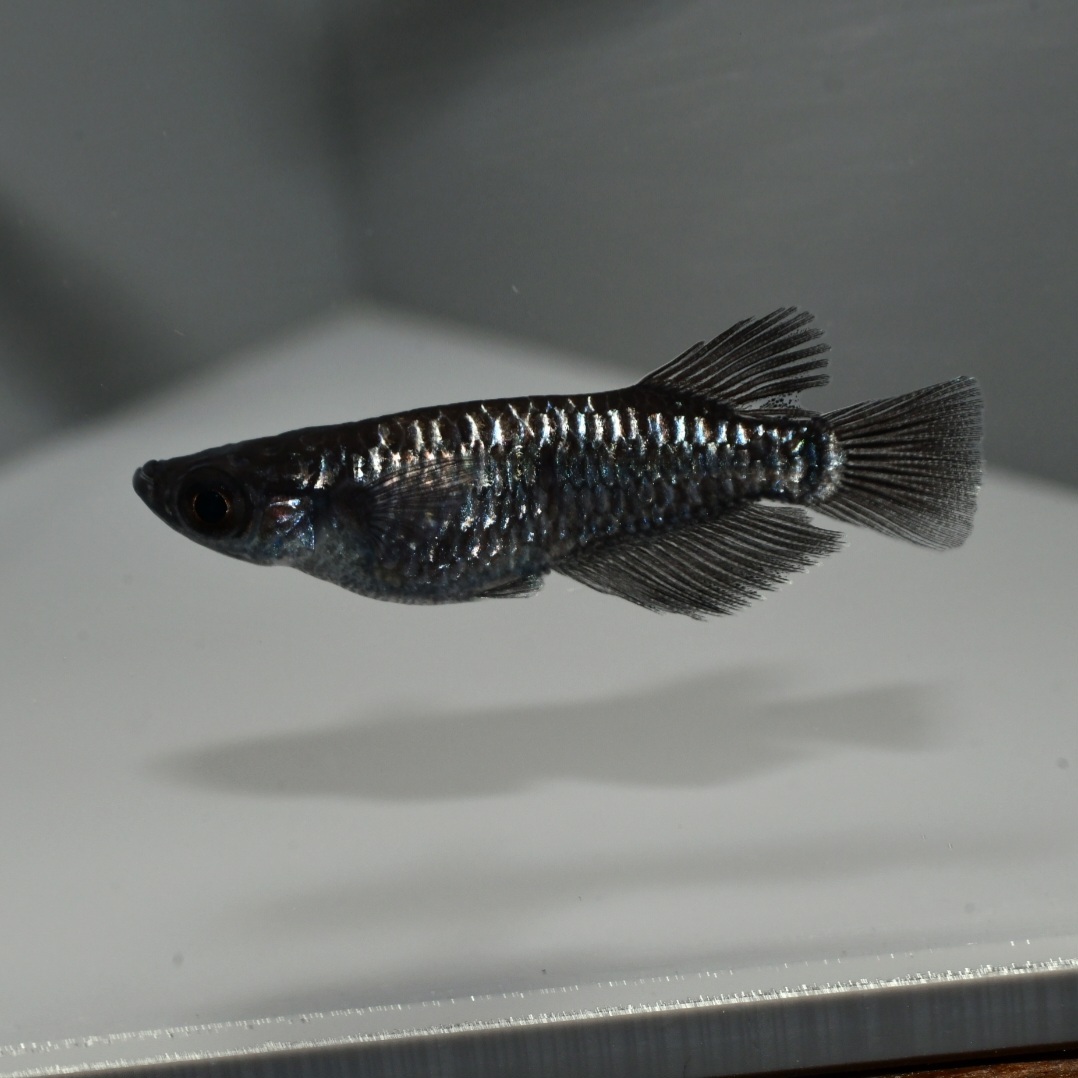 生体販売 | 目高工房江戸