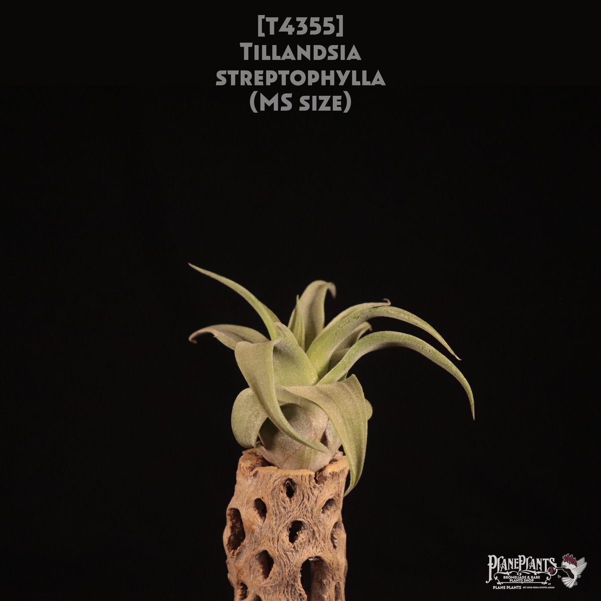 【送料無料】streptophylla MS〔エアプランツ〕現品発送T4355 | plane plants