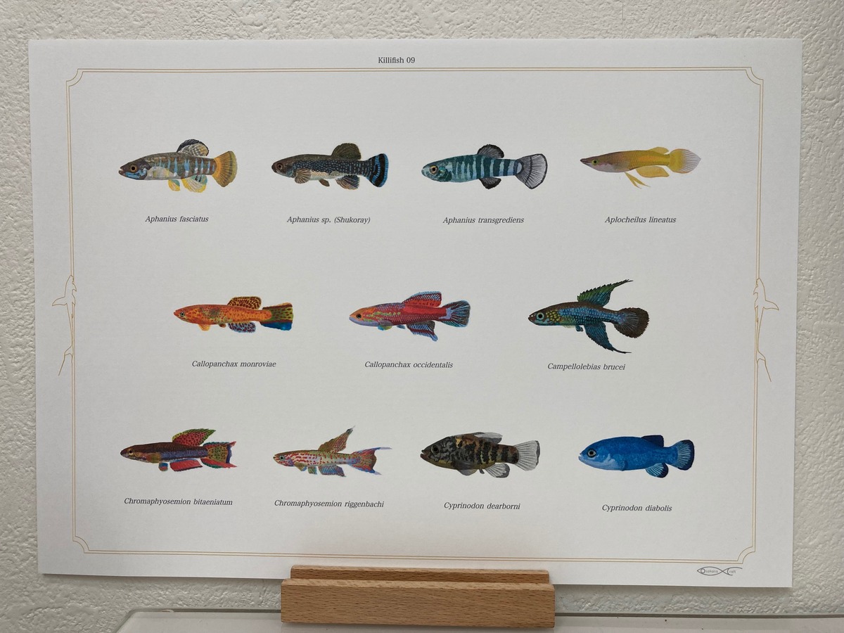 Killifish 09 A4 Drawing Poster | Osakanacraft