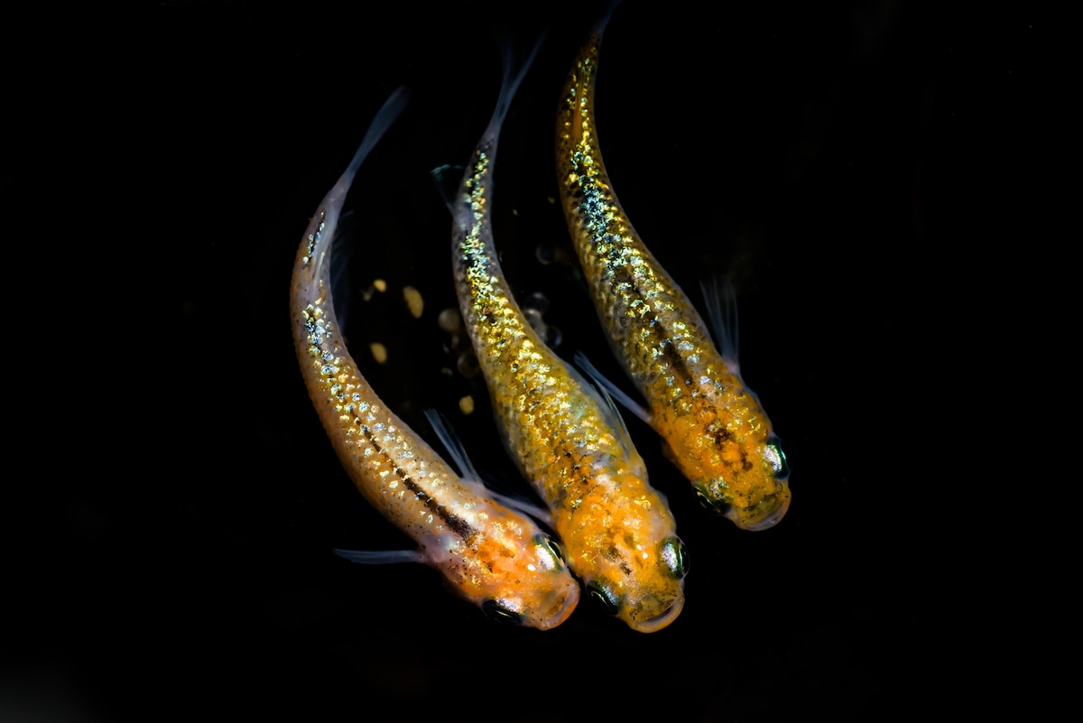 Yozakura gold 夜桜ゴールド medaka rice fish eggs 50+α made in Japan | 将軍メダカ ...