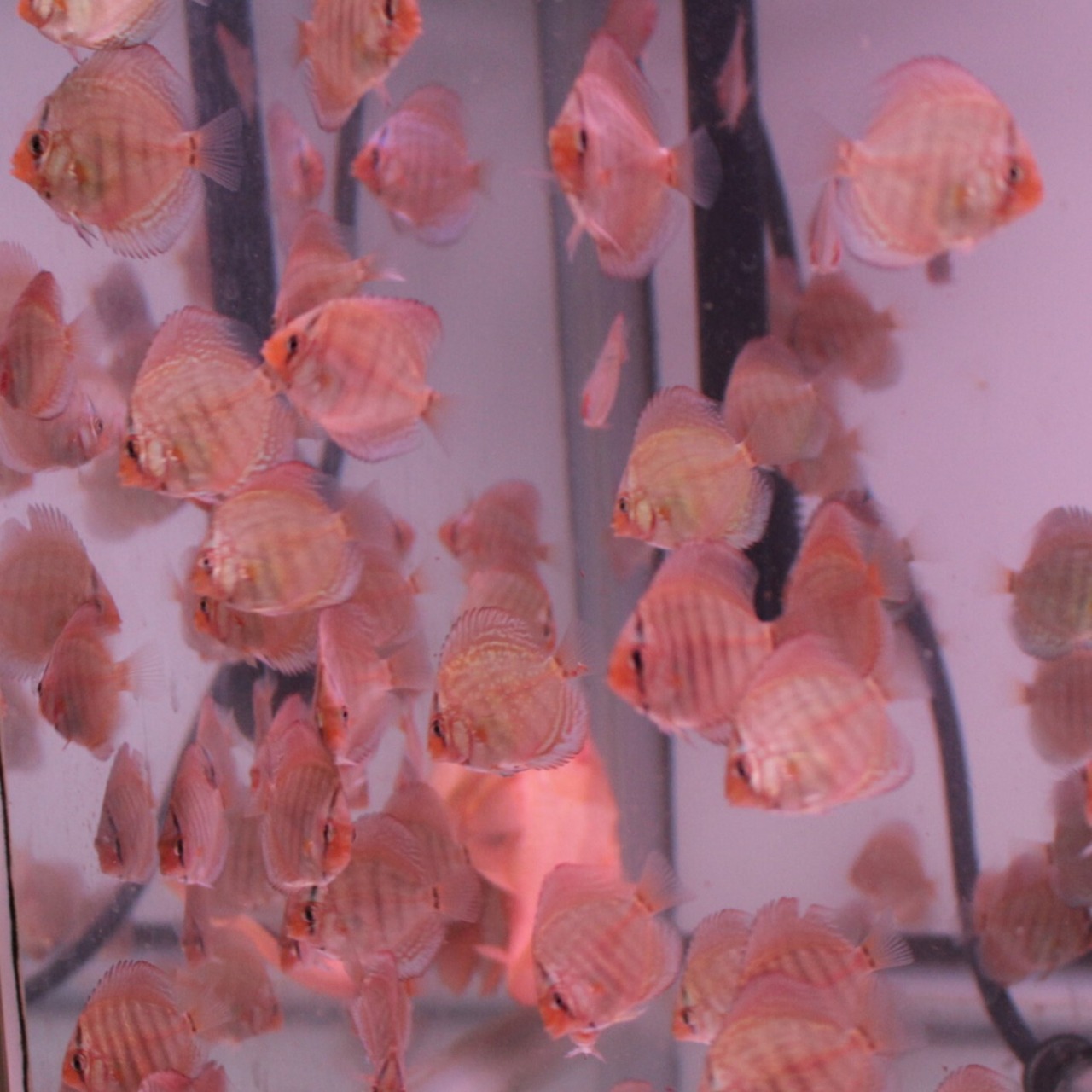 ドイツコバルト 5匹セット 商品番号1319 | B-Collection ディスカス専門店 ディスカス通販