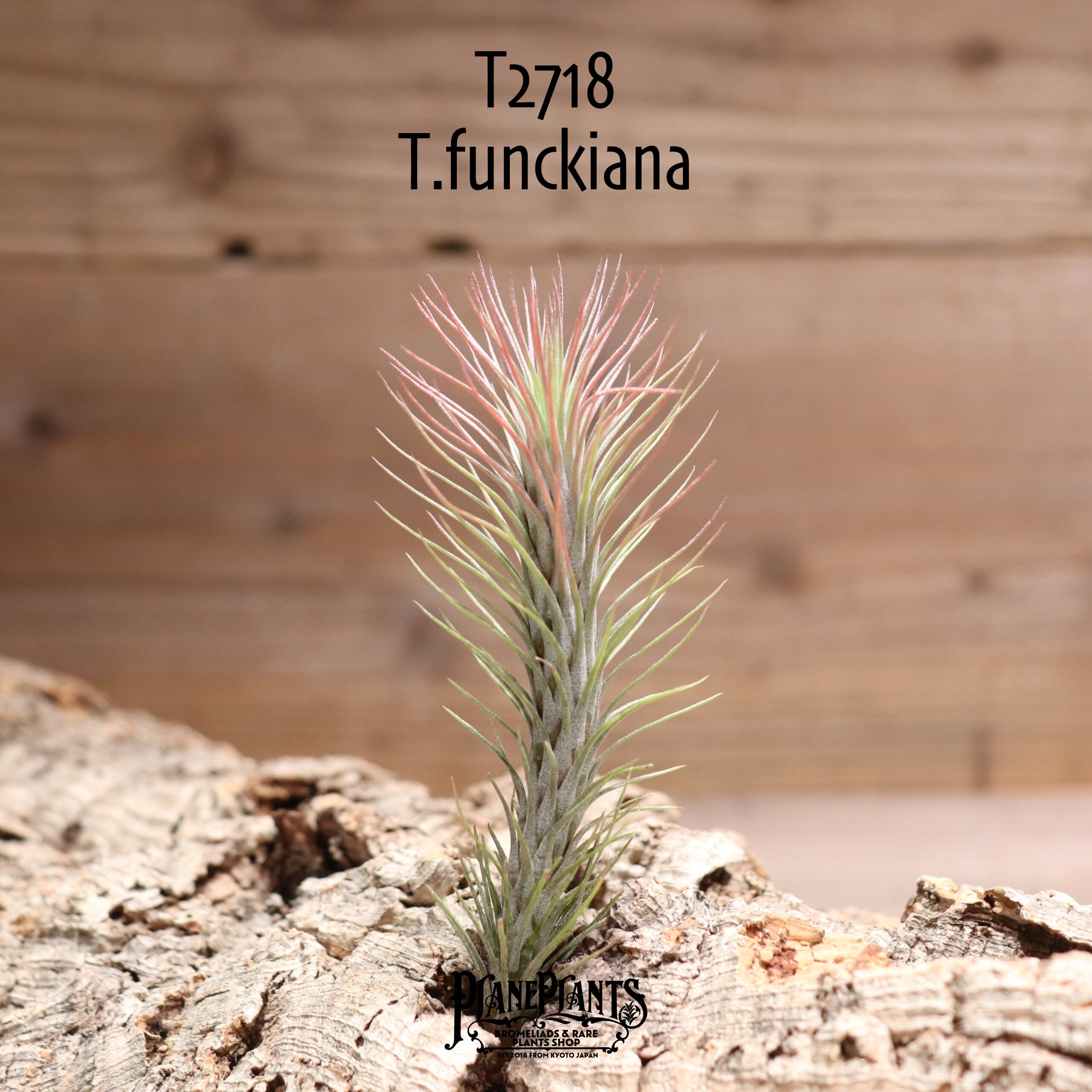 【送料無料】フンキアナ〔エアプランツ〕現品発送T2718 | plane plants